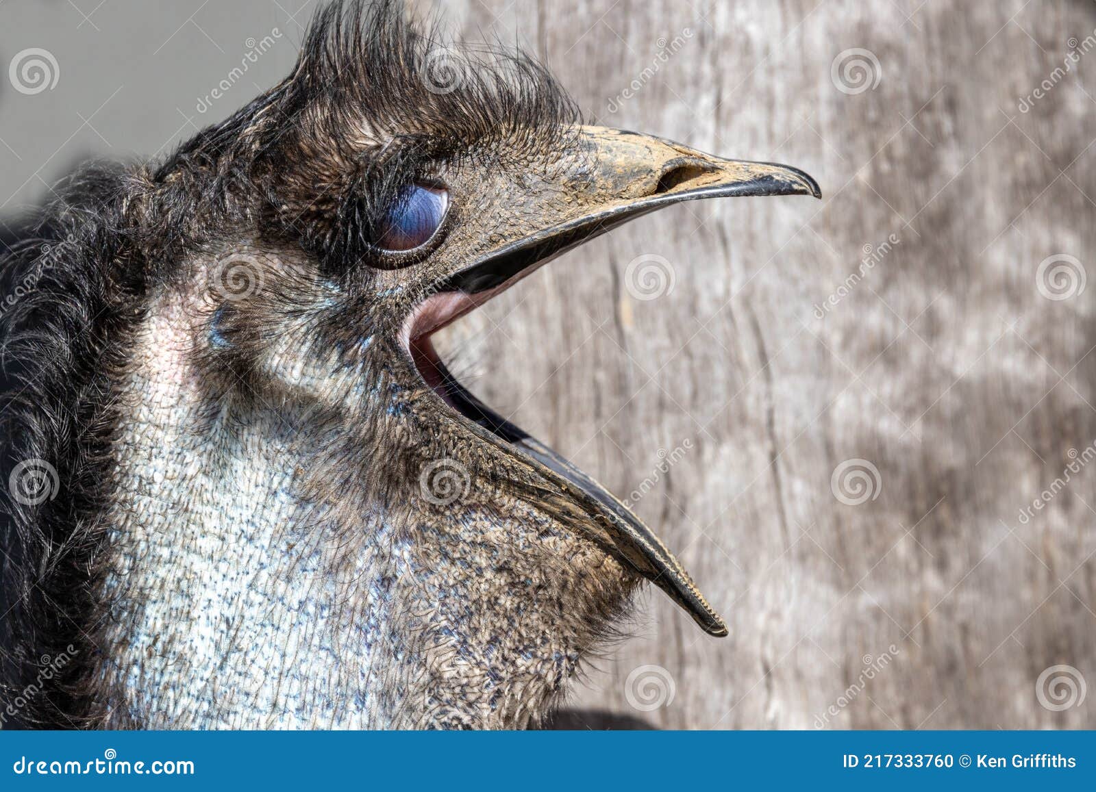 Emu stock photo. Image of dromaius, wildlife, mouth - 217333760