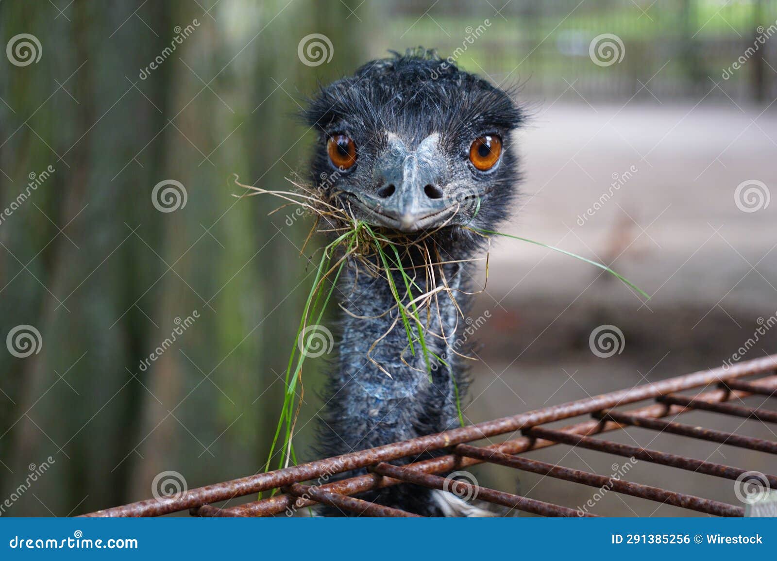 Close-up of an Emu (Dromaius Novaehollandiae) Inside an Enclosure Stock ...