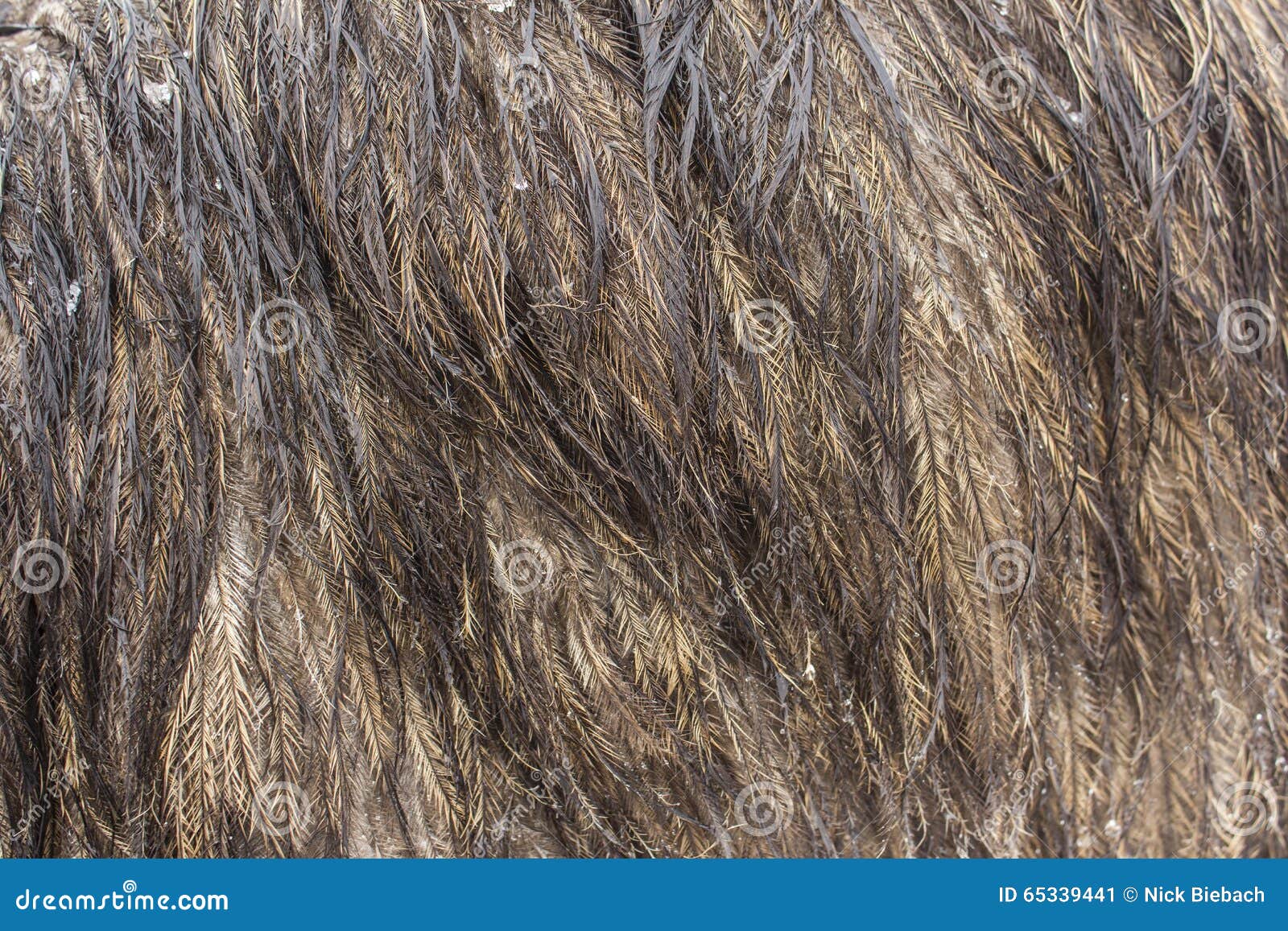 Close Up of Emu Feathers Background Stock Image - Image of abstract ...