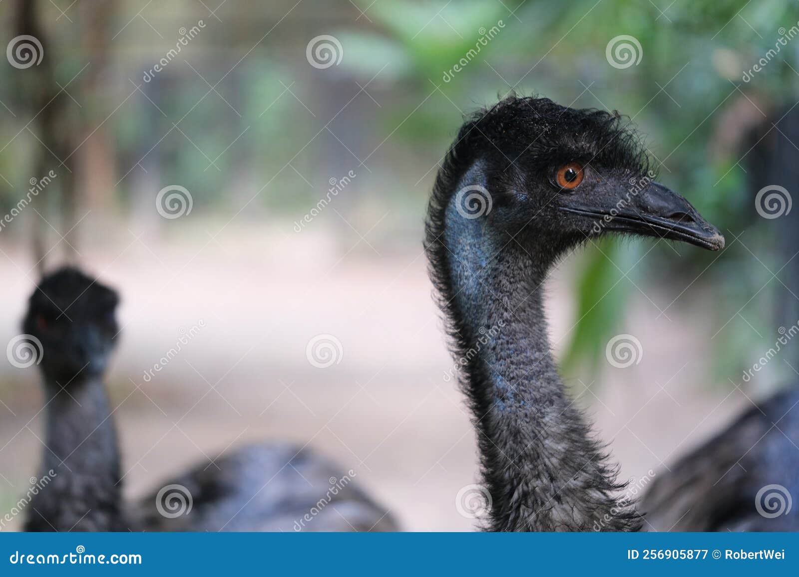 Close Up Emu Head Side Face Stock Image - Image of head, defocus: 256905877