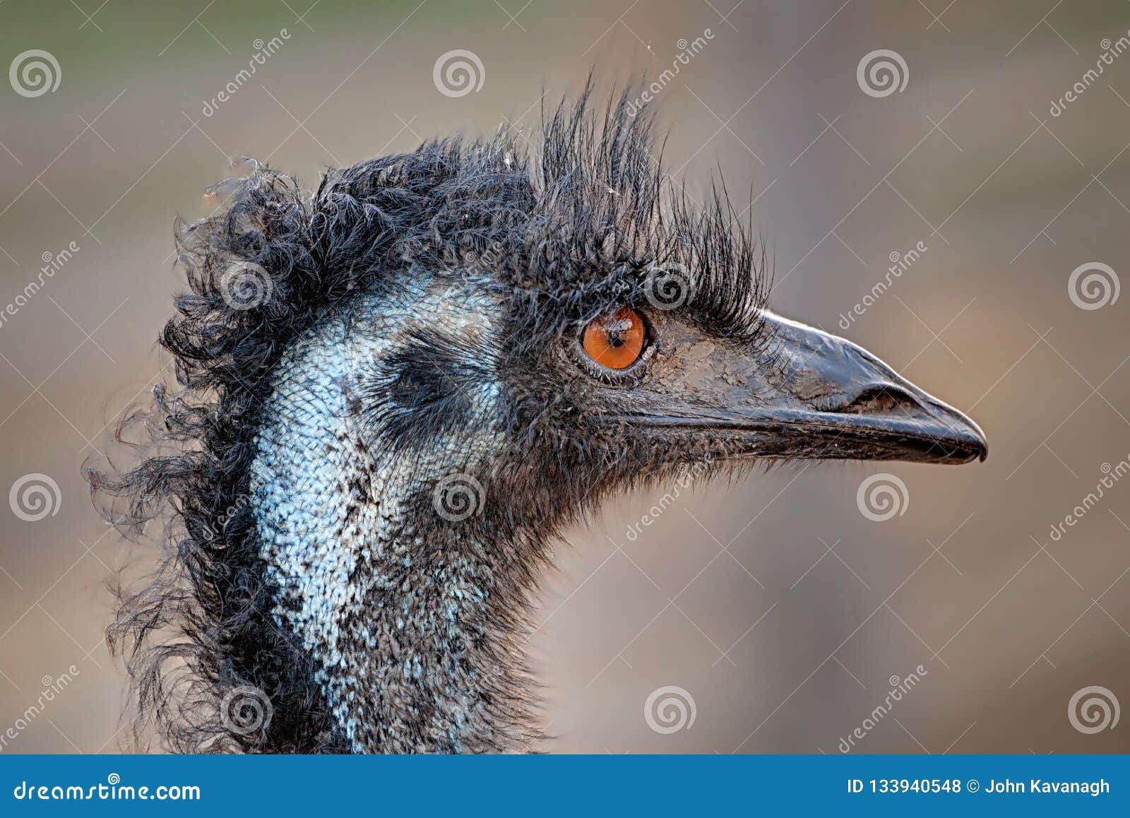 Close-up of an Emu`s Head stock photo. Image of orange - 133940548