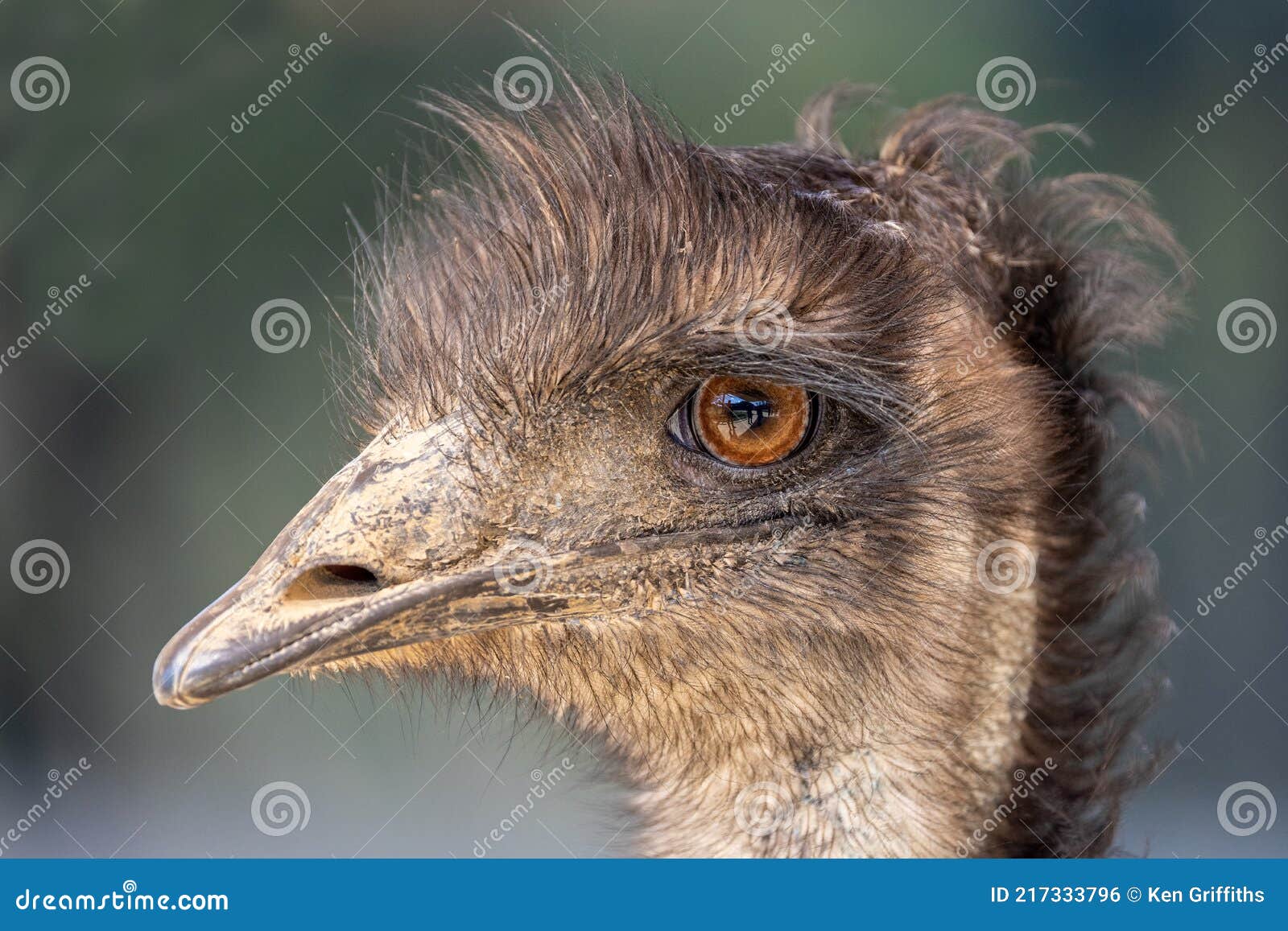 Emu stock photo. Image of close, flightless, showing - 217333796