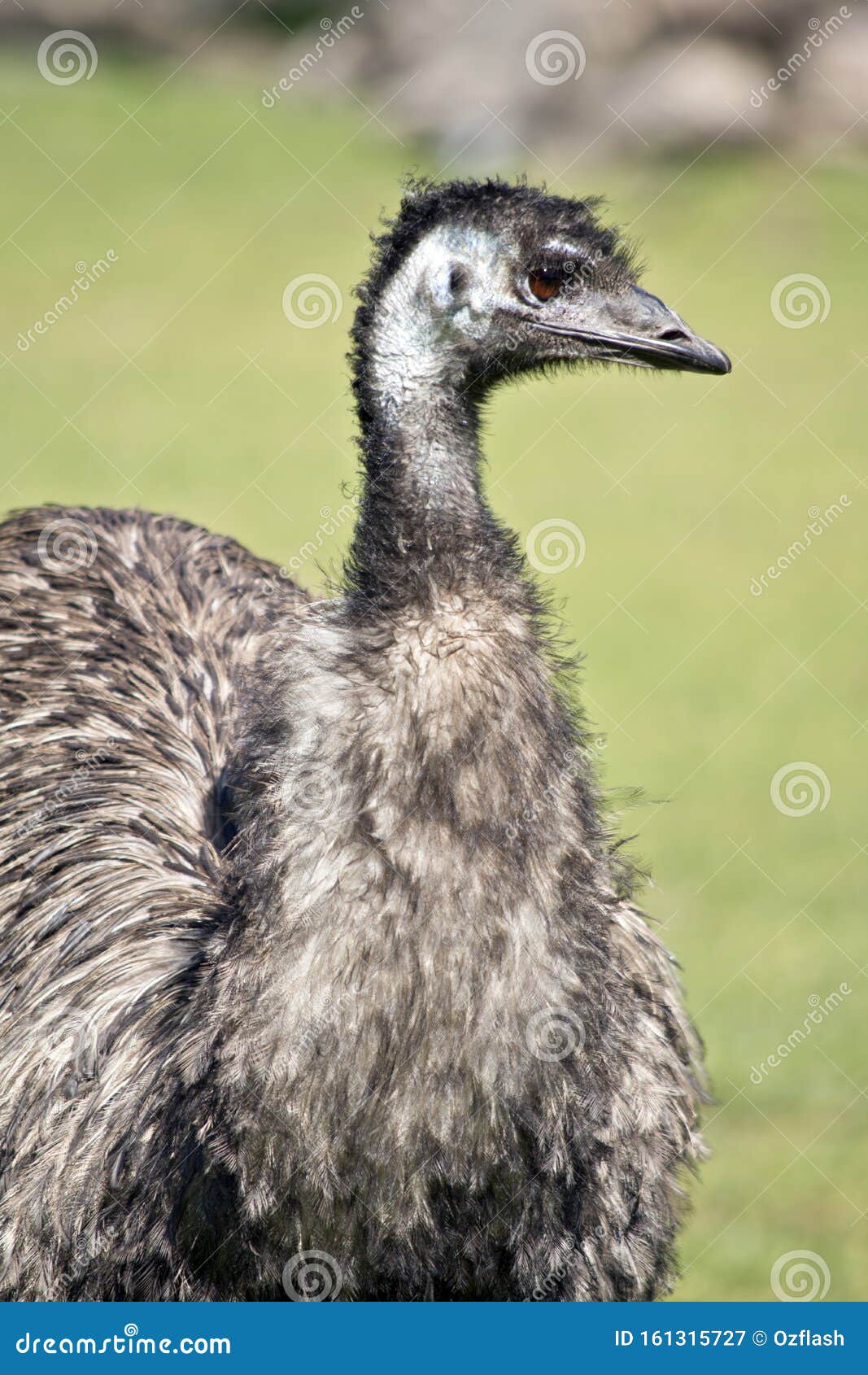 This is a Close Up of an Emu Stock Image - Image of bill, bird: 161315727