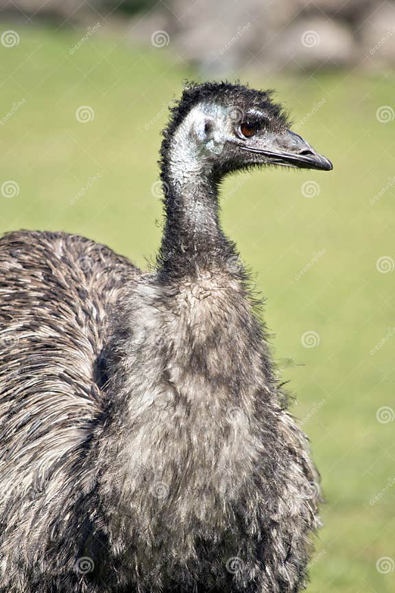 This is a Close Up of an Emu Stock Image - Image of bill, bird: 161315727