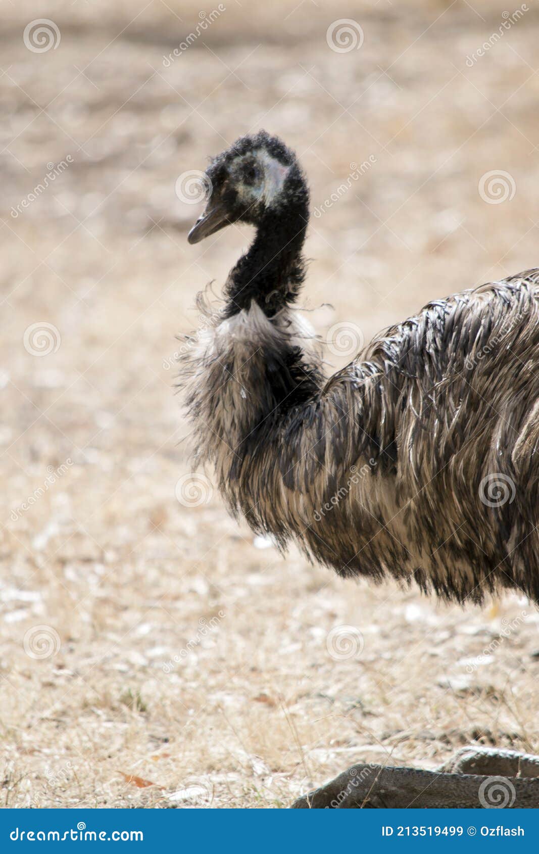 This is a Side View of an Emu Stock Image - Image of feathers, animal ...