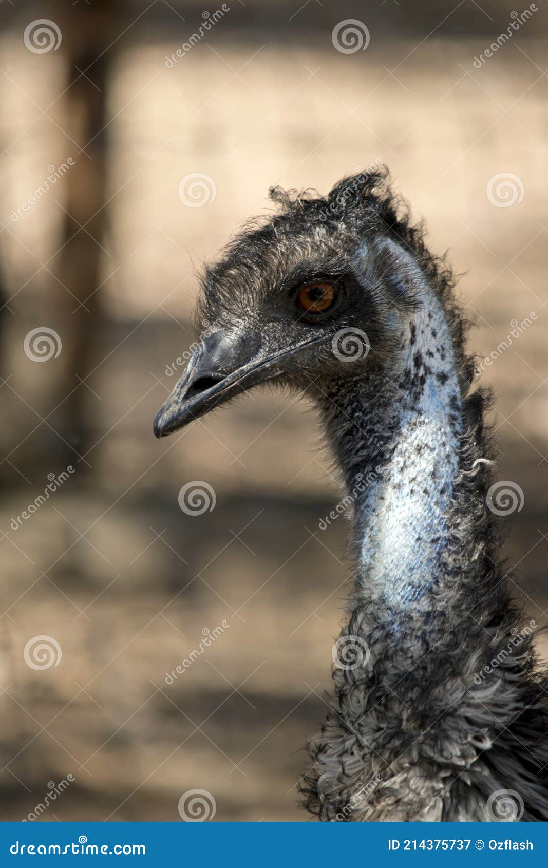 This is a Close Up of an Emu Stock Image - Image of plumage, black ...
