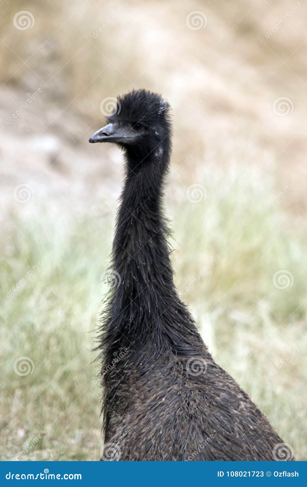 A young emu stock image. Image of feathers, close, black - 108021723