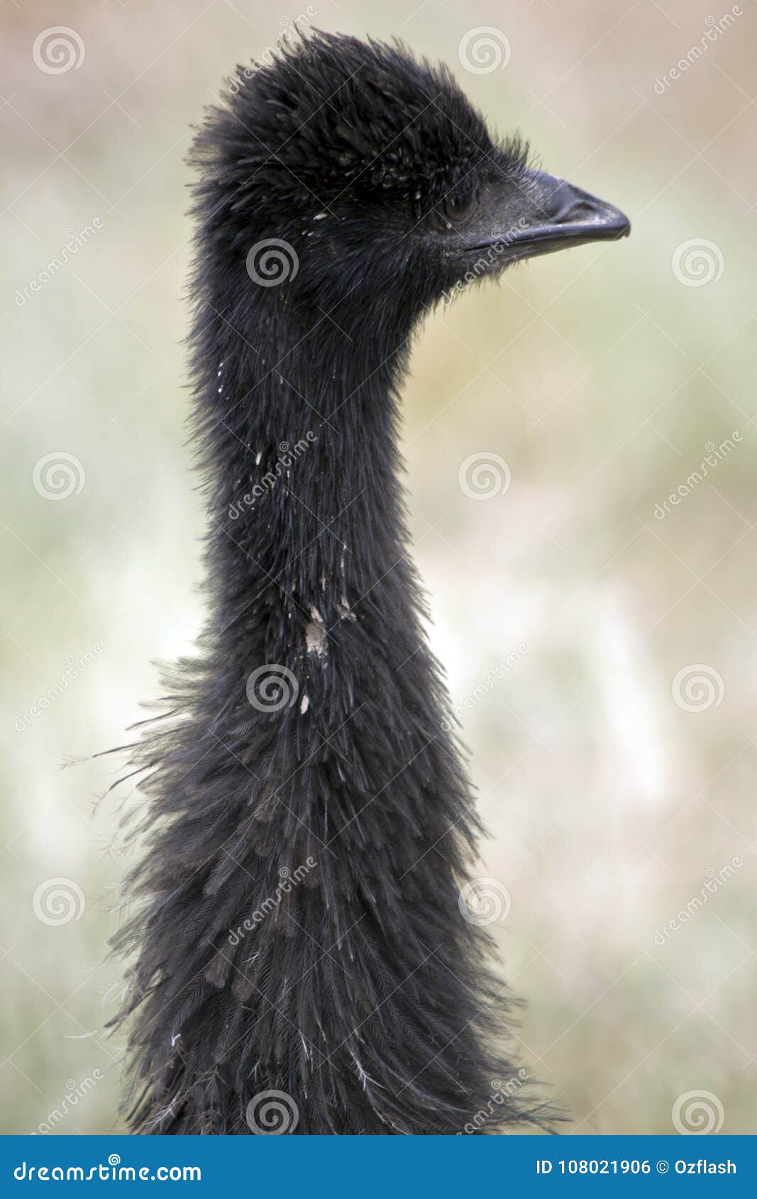 A young emu stock photo. Image of feathers, australia - 108021906