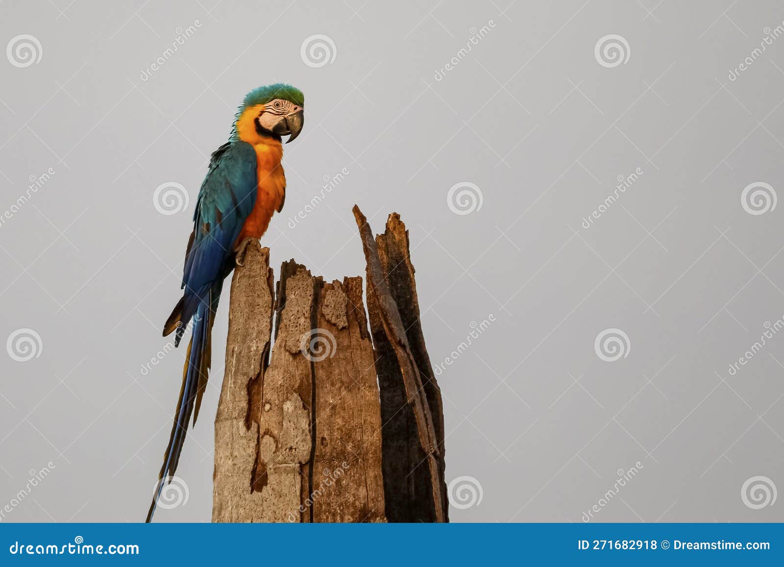 Close-up of an Endangered Blue-and-yellow Macaw Perching on a Palm Tree ...