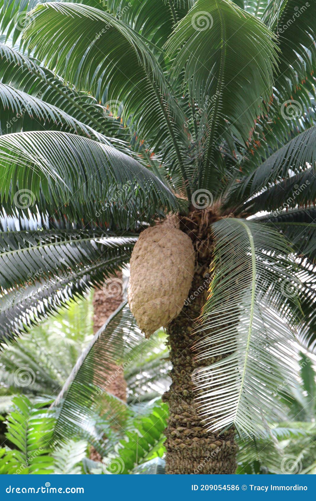Giant Dioon Cycad Cones And Leaves Royalty-Free Stock Photography ...