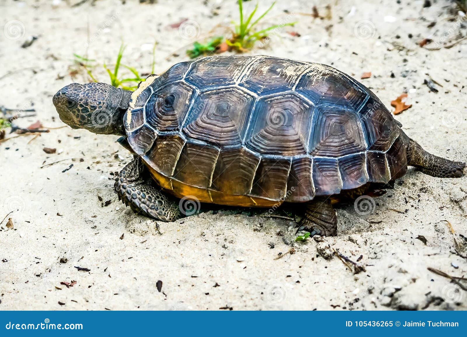 Gopher tortoise stock image. Image of carapace, biodiversity - 105436265