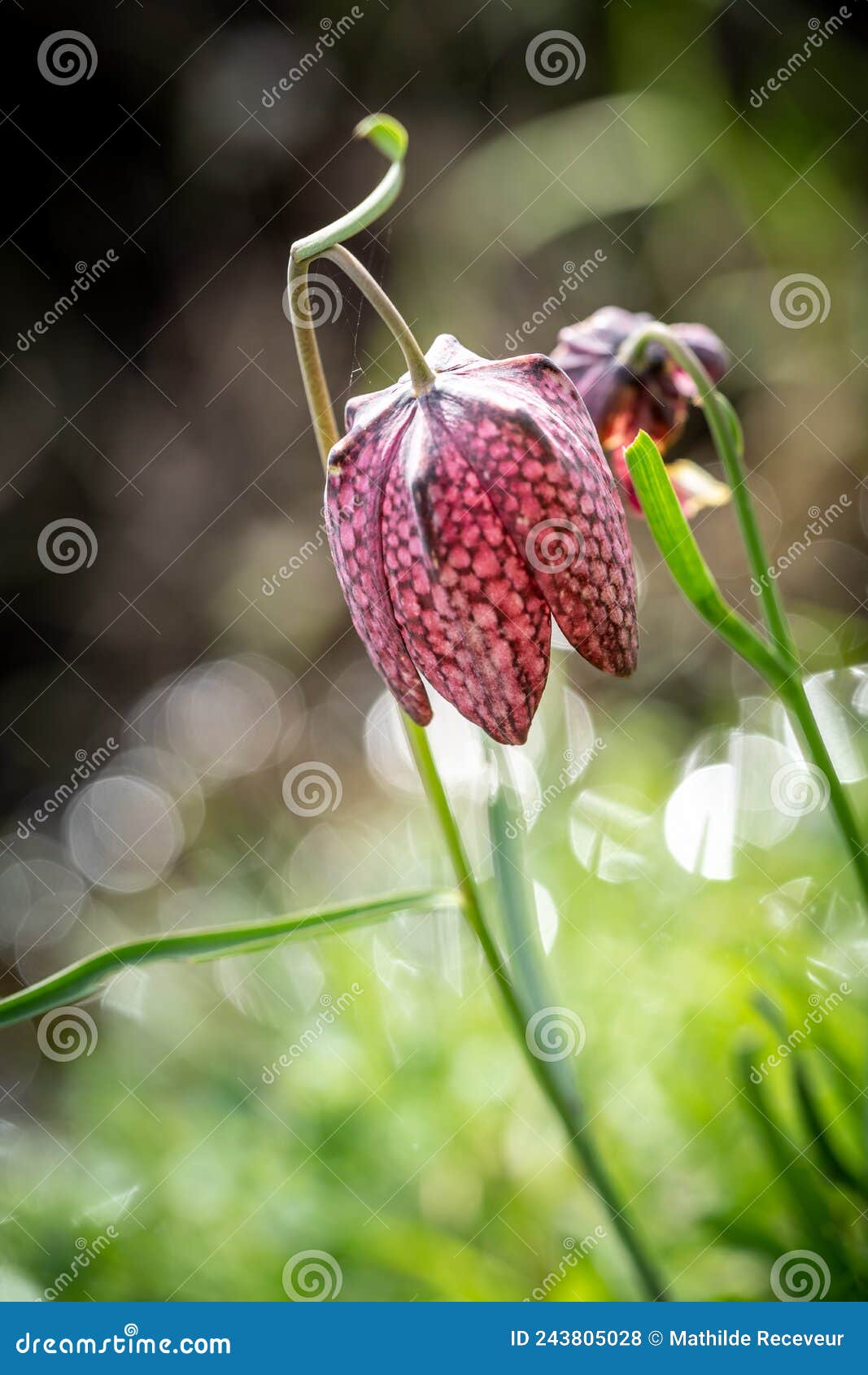 Close Up on an Endangered Wild Chess Flower in a Natural Environment ...