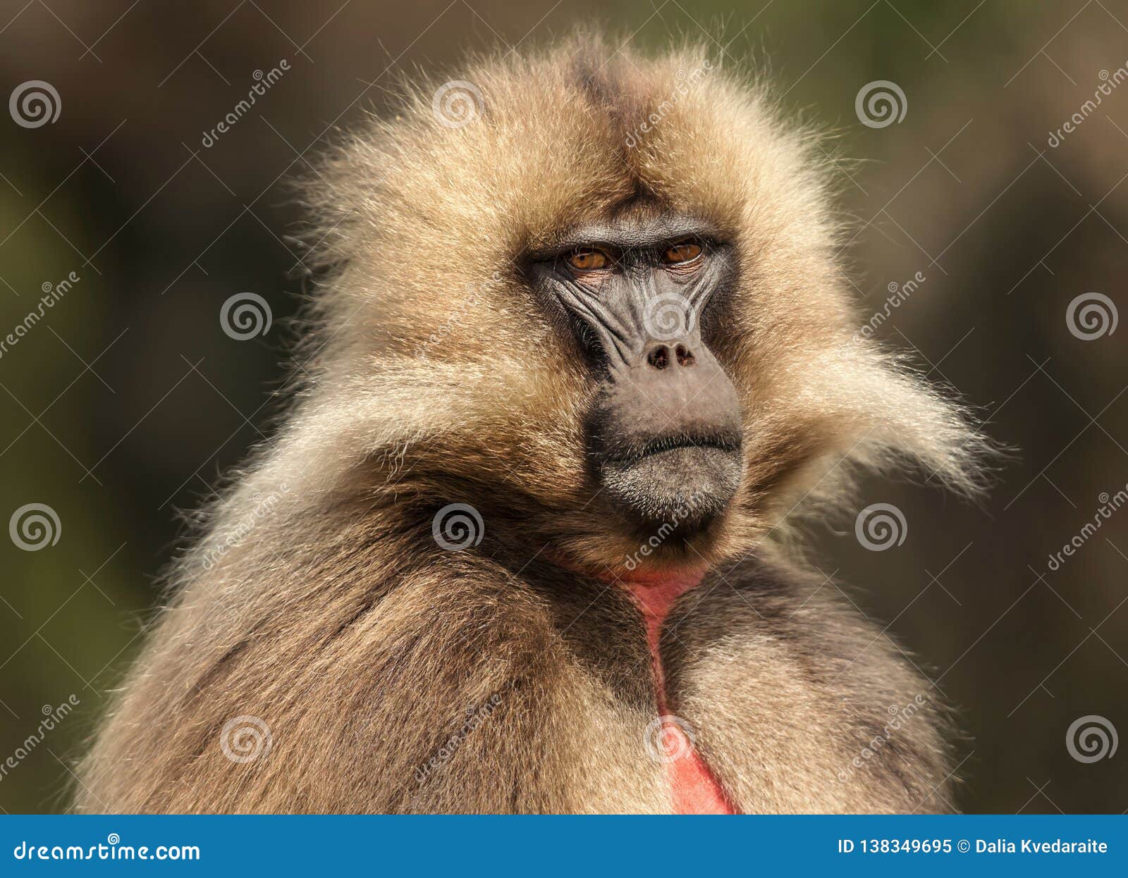 Close Up of Endemic Gelada Monkey Stock Image - Image of africa, animal ...