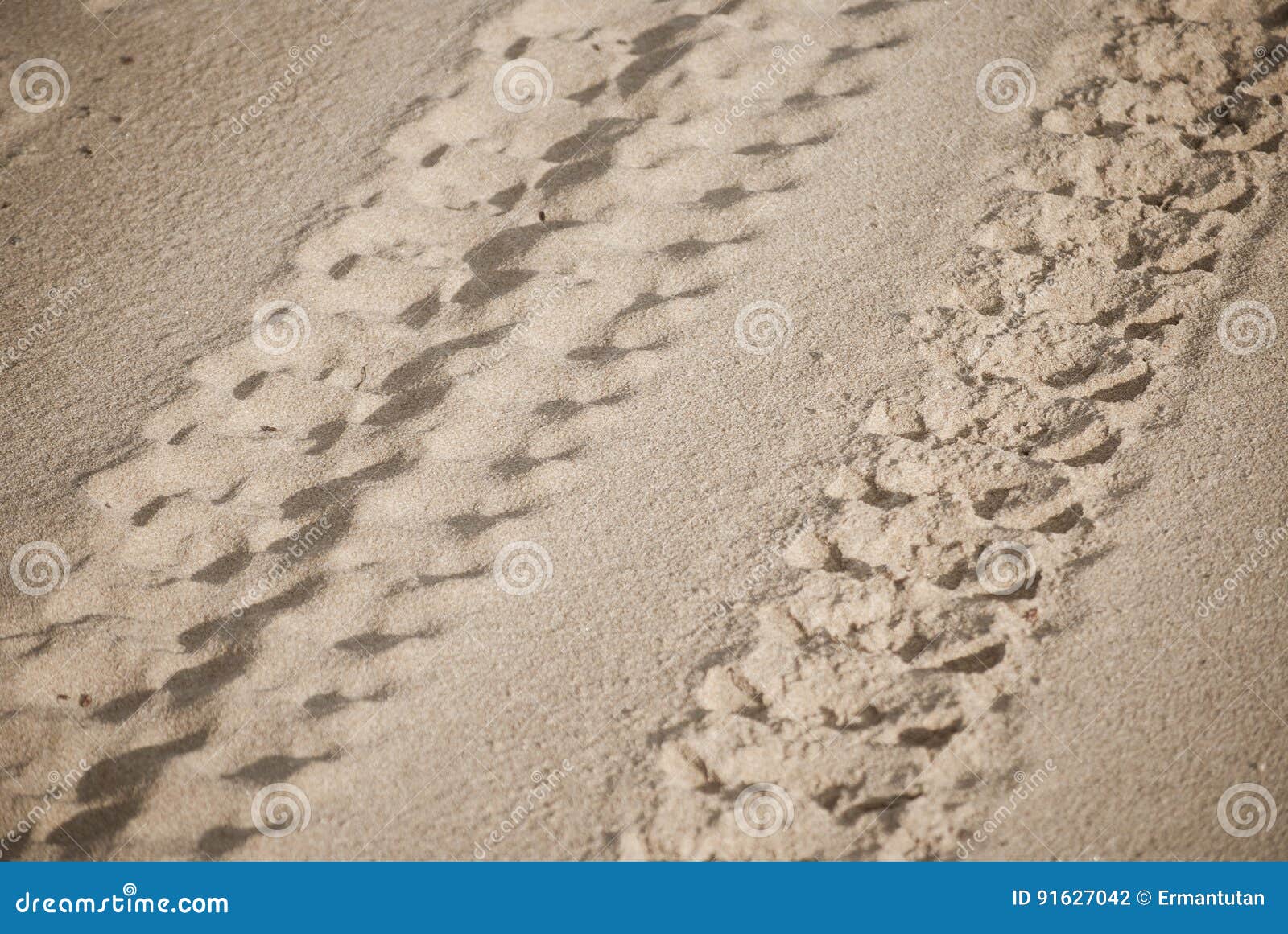 Trace Of The Track From The Tractor In The Wheat Field. Ripening Crop ...
