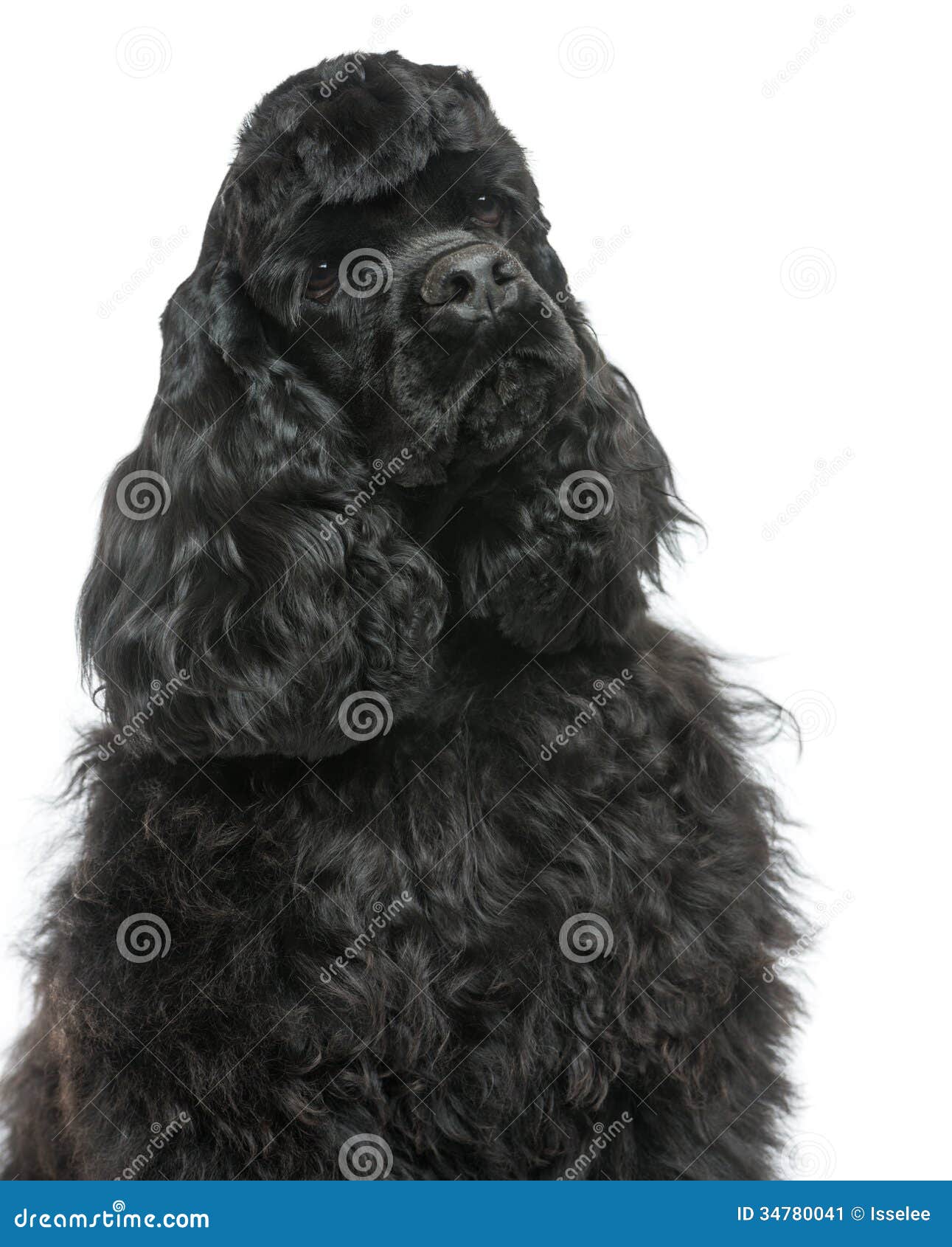 Close-up of an English Cocker Spaniel Looking Away, Isolated Stock ...