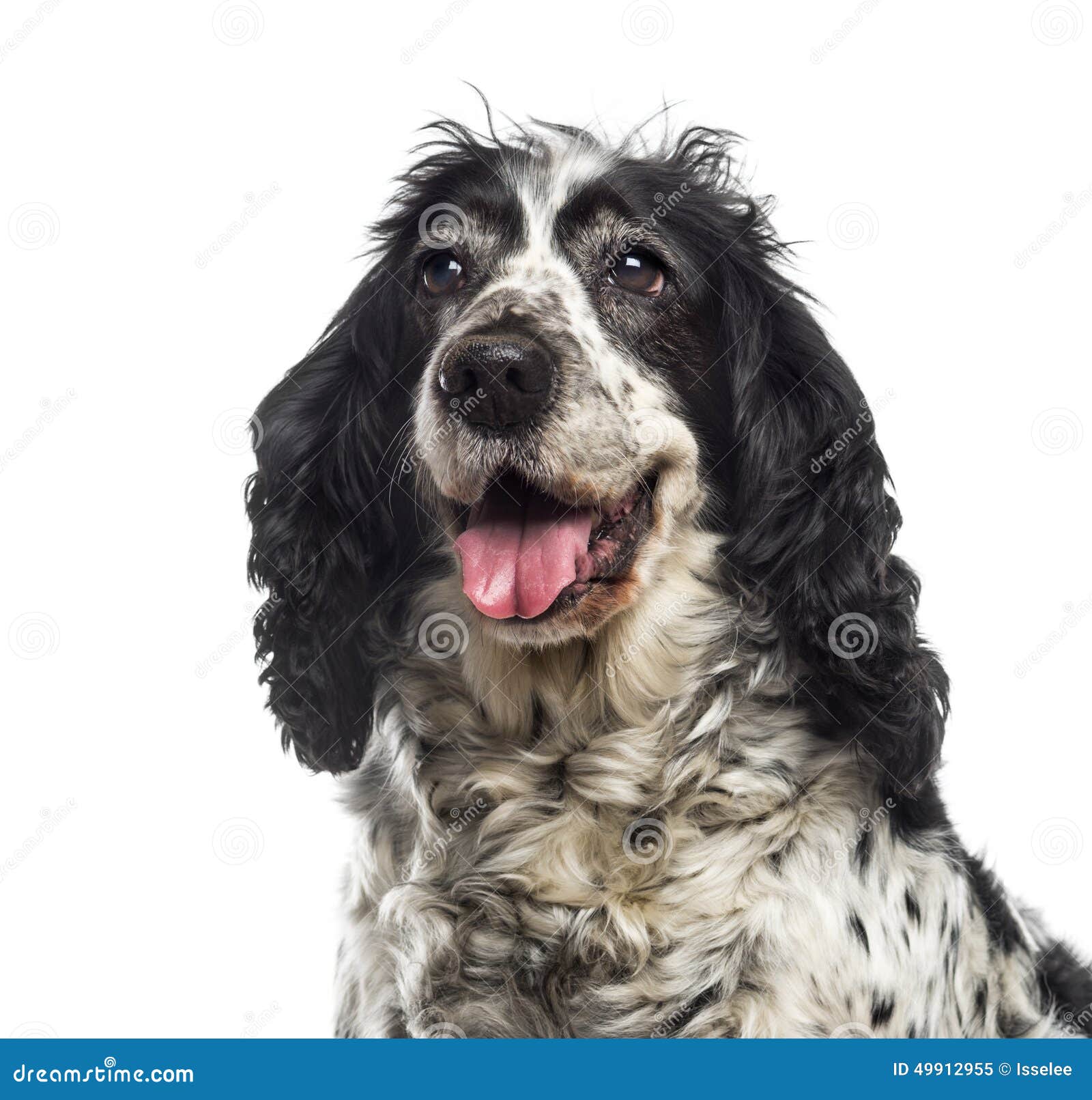 Close-up of an English Cocker Spaniel Stock Image - Image of shot ...