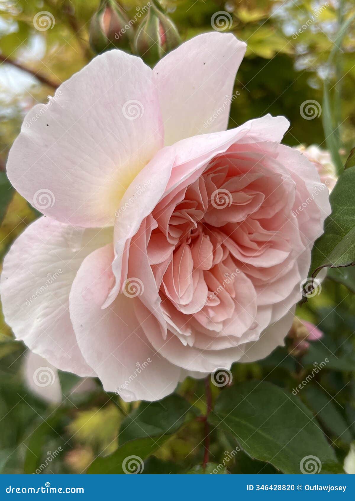 English Rose `James Galway` Bred By David Austin. Impressively ...