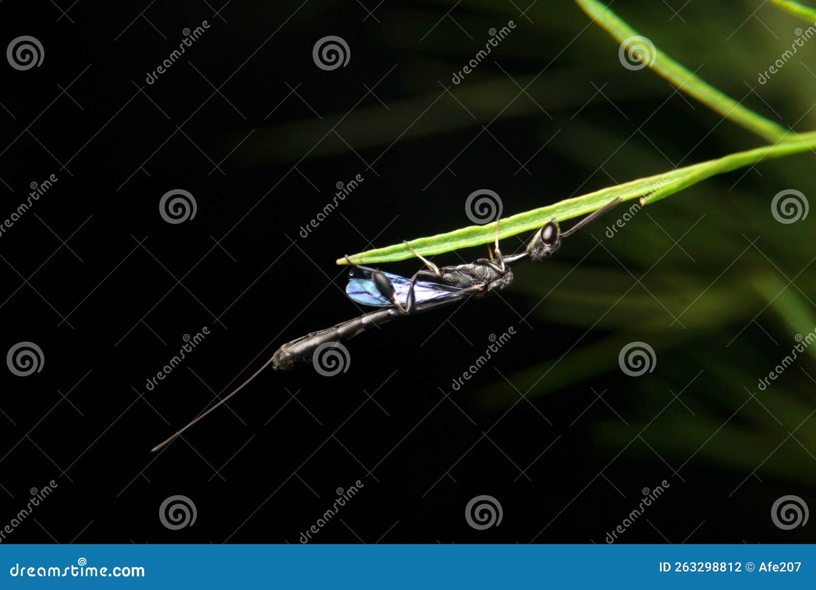 Close-up Ensign Wasp, Evaniidae on Night Time Stock Photo - Image of ...