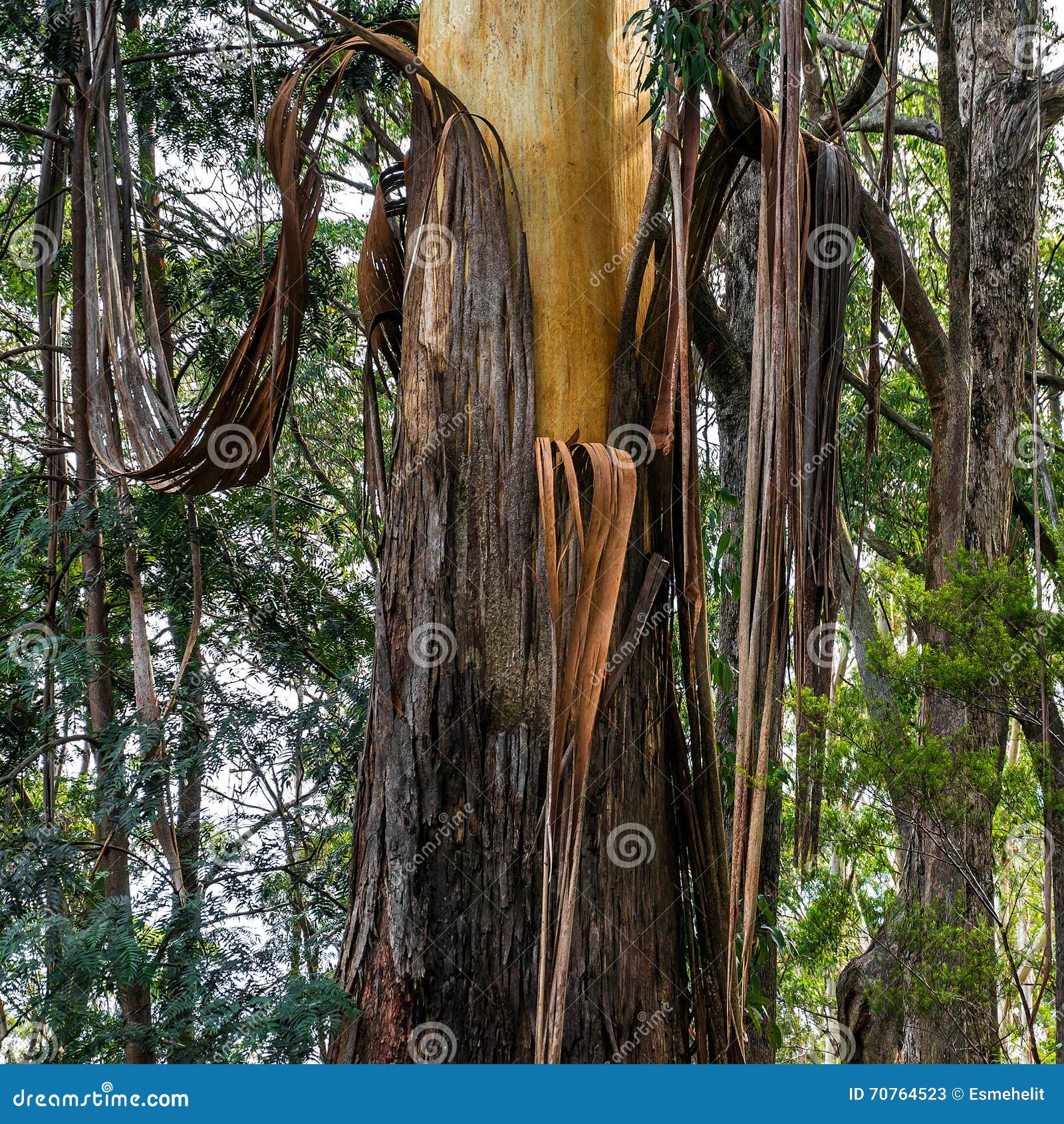 Close Up Of Eucalyptus Tree Trunk With Shredded Bark Stock Image ...