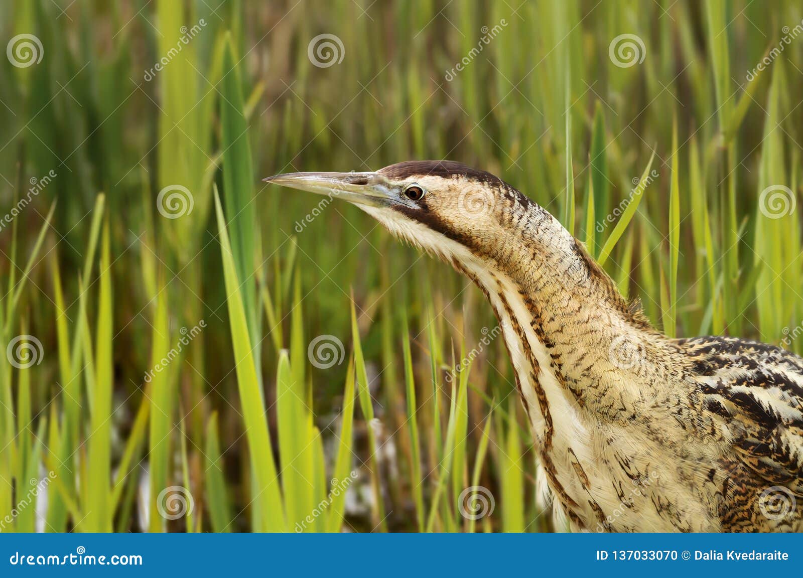 Close Up of an Eurasian Great Bittern Stock Photo - Image of wetland ...