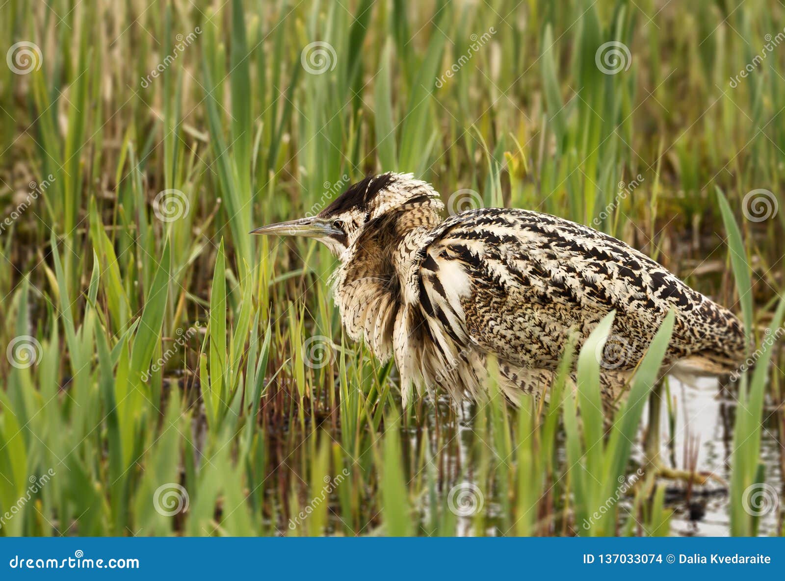 Close Up of an Eurasian Great Bittern Stock Photo - Image of bird ...
