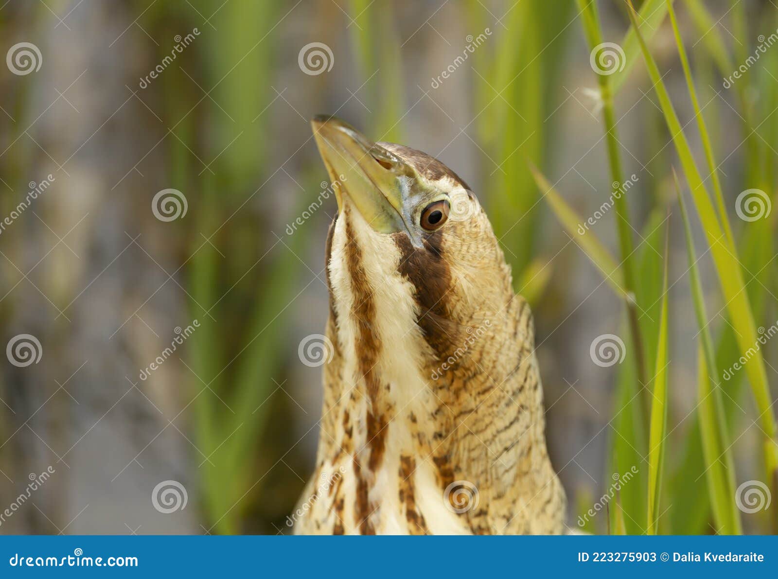 Close Up of an Eurasian Great Bittern Stock Image - Image of wetland ...