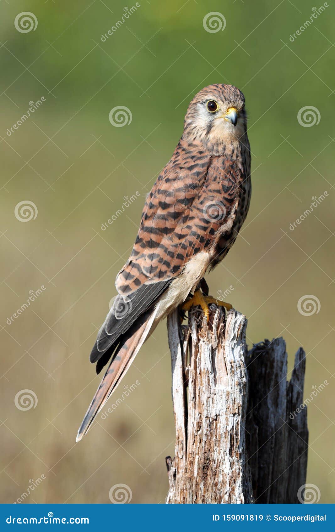 Close Up of an Eurasian Kestrel Stock Image - Image of feather, avian ...