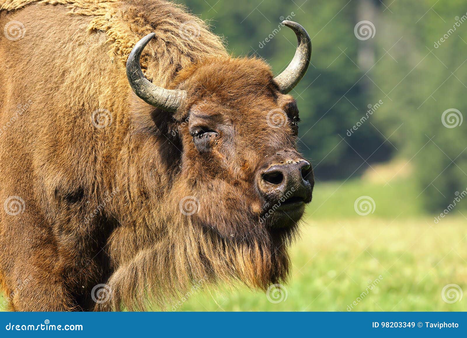 Close-up of european bison stock image. Image of horned - 98203349