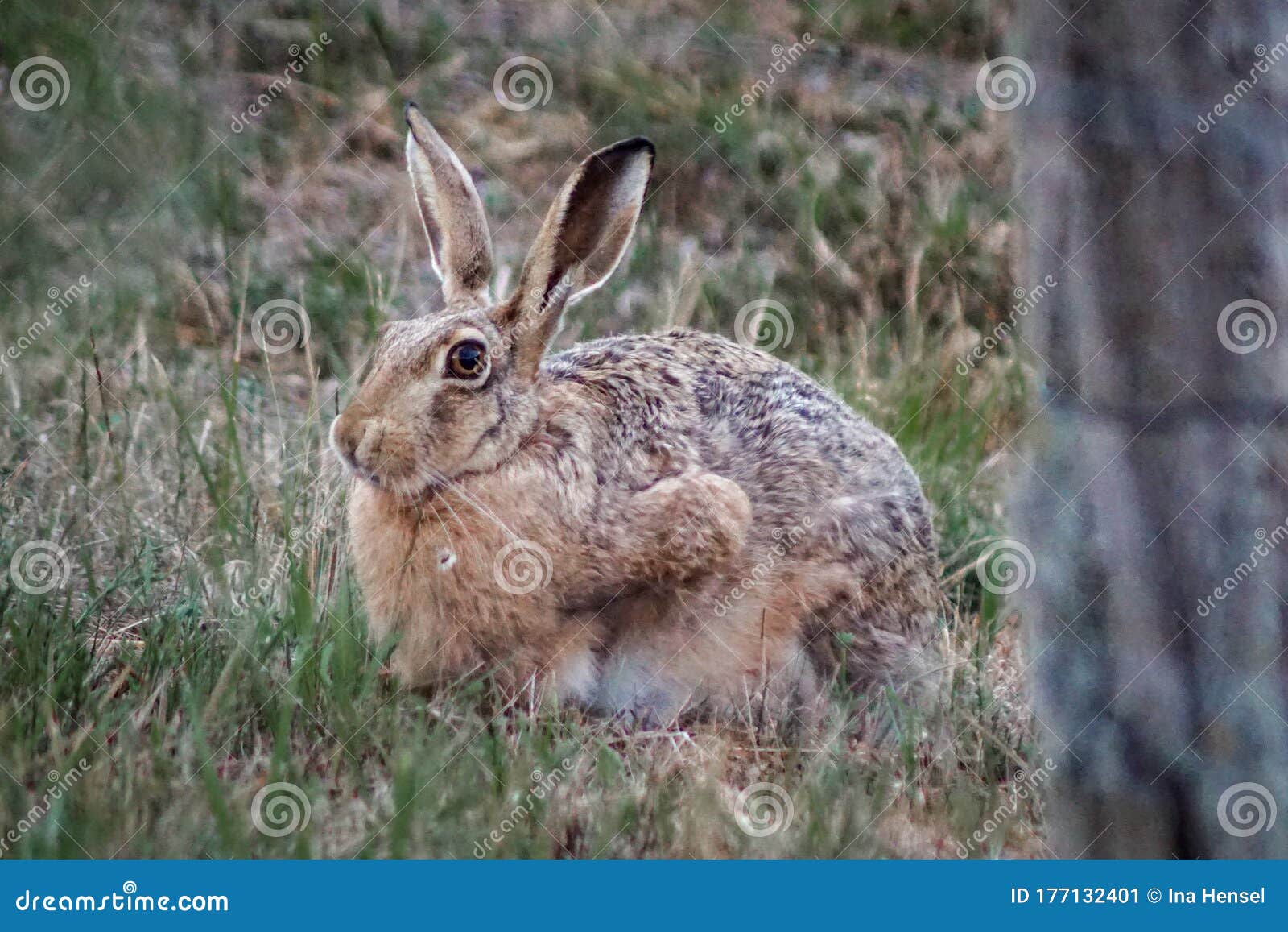 Close Up of a European Hare Stock Image - Image of fence, easter: 177132401