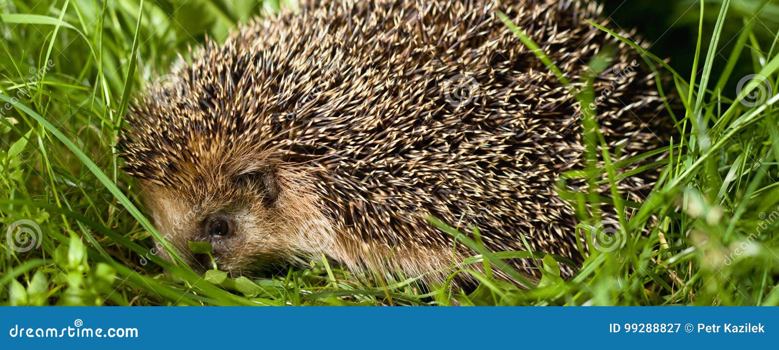 Close Up of European Hedgehog Stock Image - Image of brown, nature ...