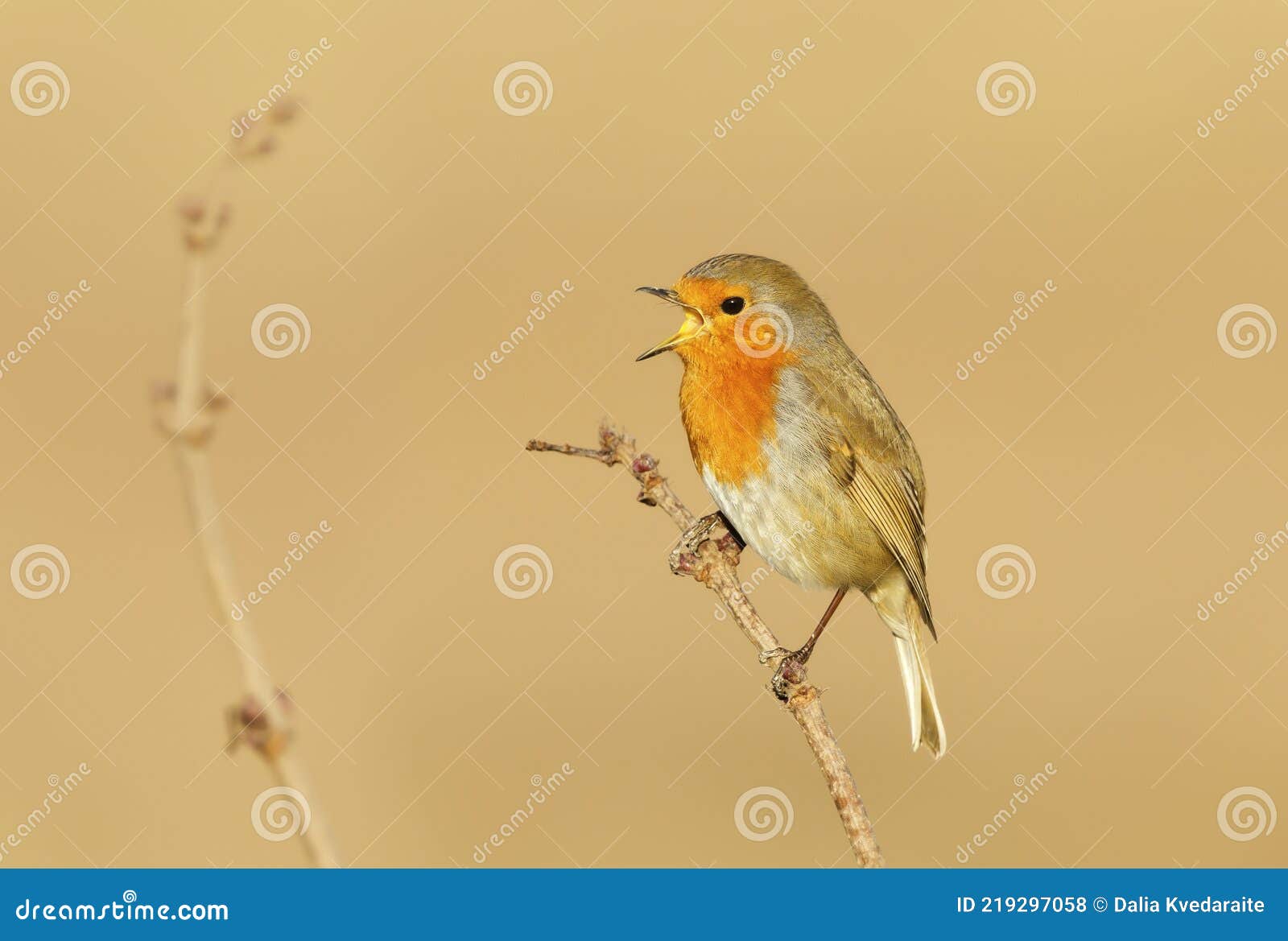Close Up of a European Robin Calling in Spring Stock Photo - Image of ...