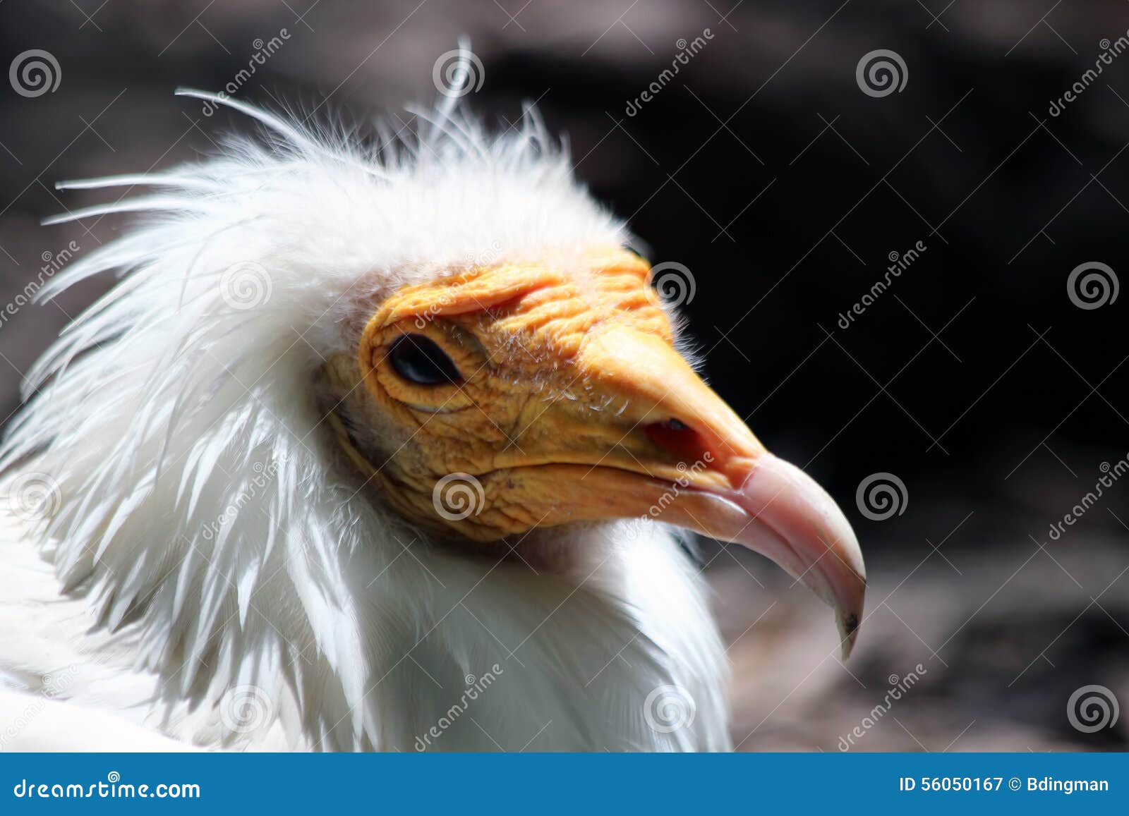 Close-up of European Vulture Stock Image - Image of perching, view ...