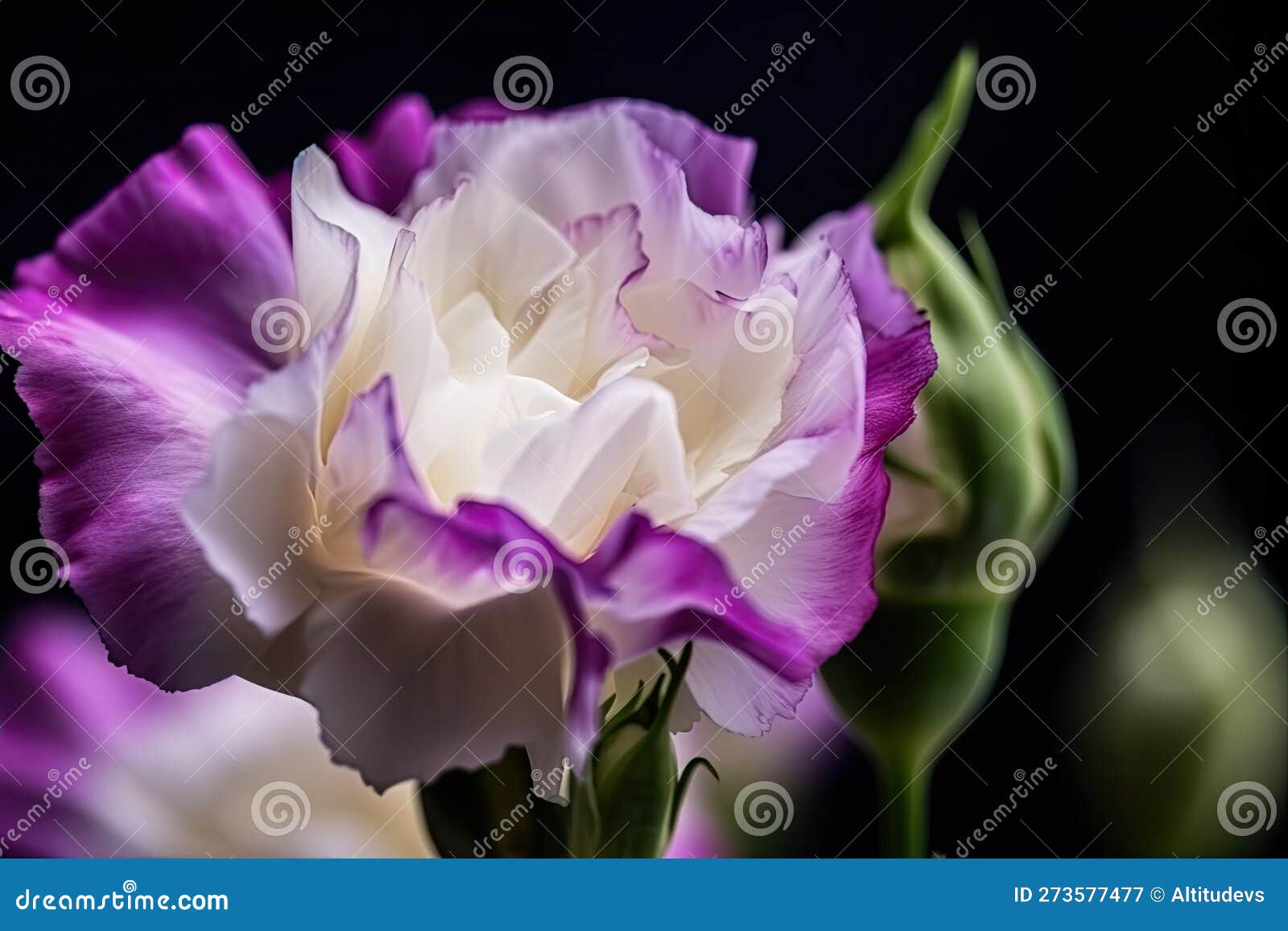 Close-up of Eustoma Bloom with Its Delicate Petals and Vibrant Colors ...