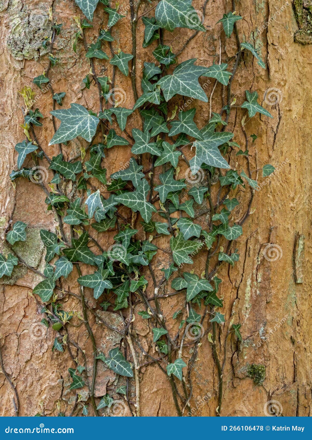 Close-up of Evergreen Ivy Hedera Helix Growing on Tree Trunk Stock ...