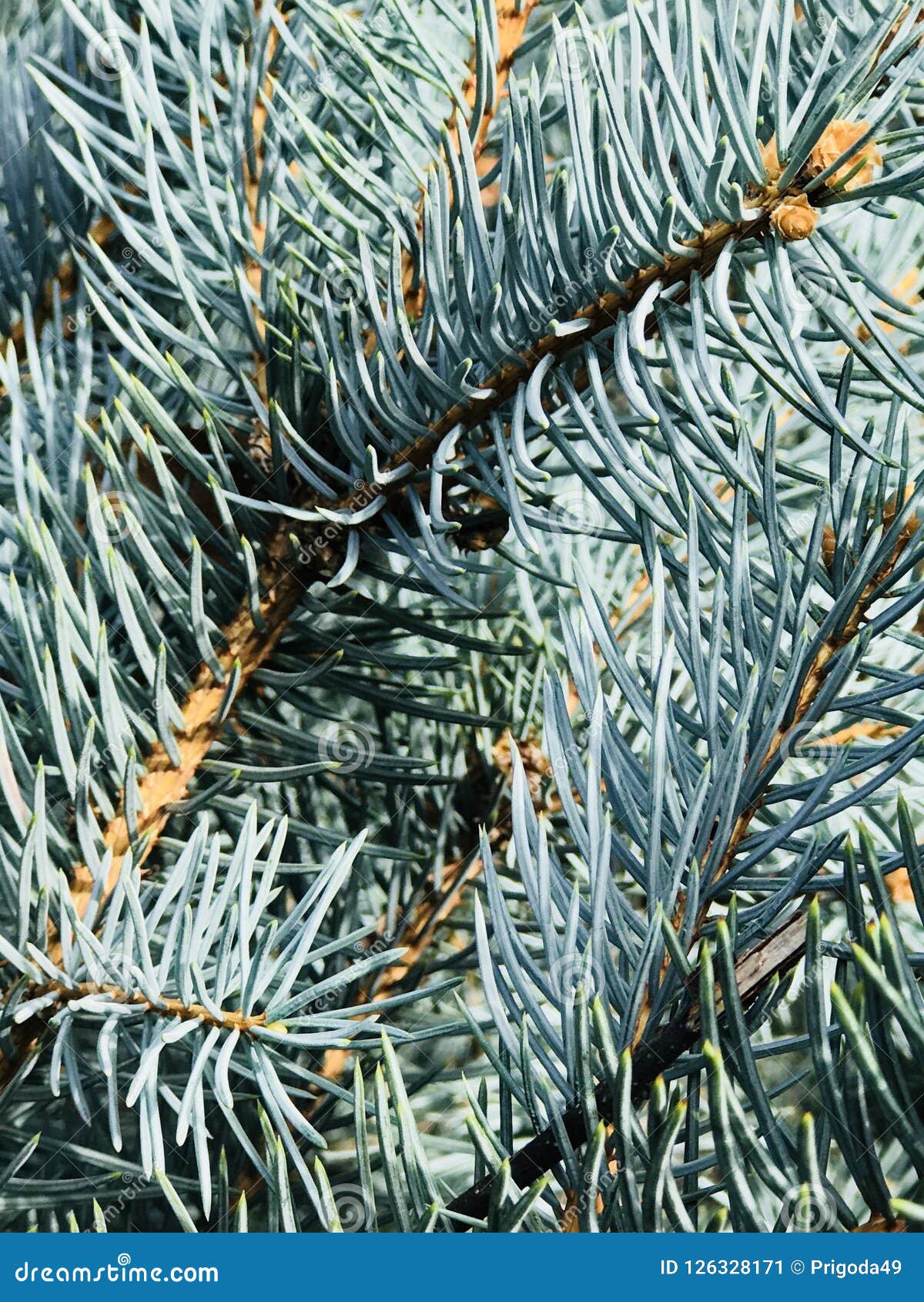 Evergreen Tree with Lots of Needles Stock Image - Image of lumber ...