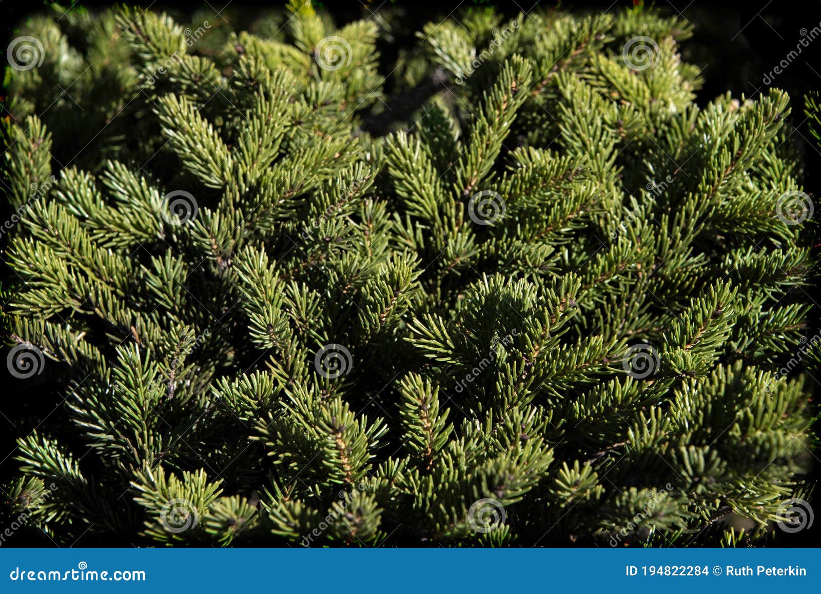 Close Up of Evergreen Tree stock photo. Image of plant - 194822284