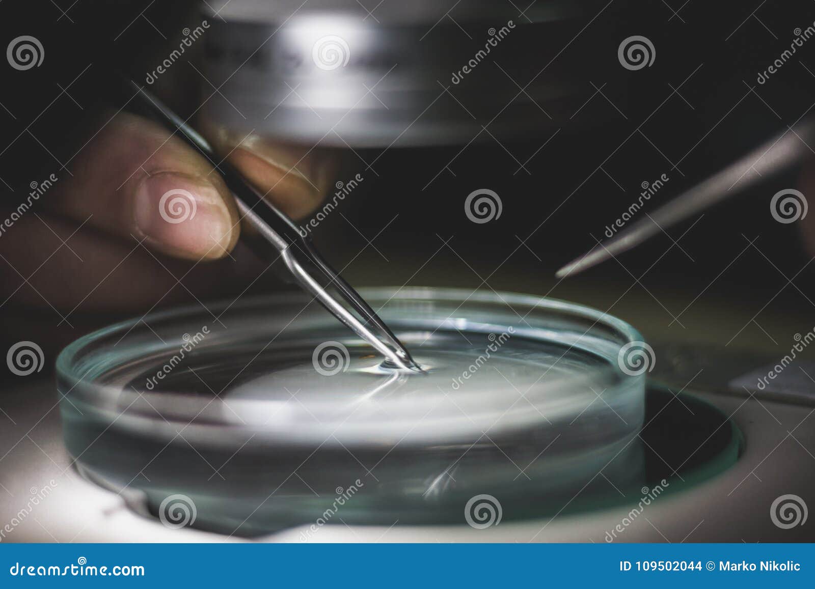 View of Samples Under Microscope Stock Photo - Image of device, busy ...