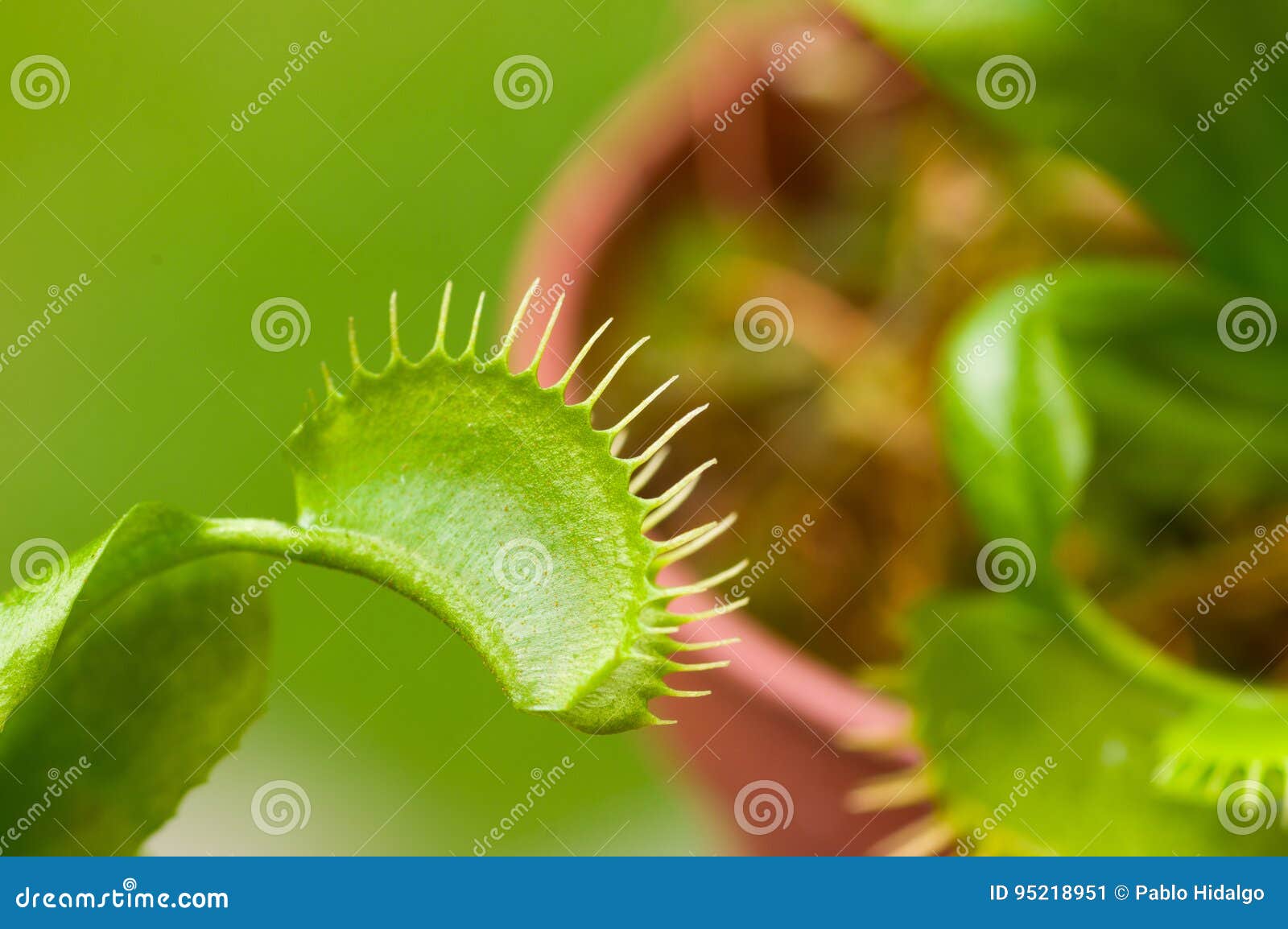 Close Up of an Exotic Insect-eating Predator Flower Venus Flytrap ...