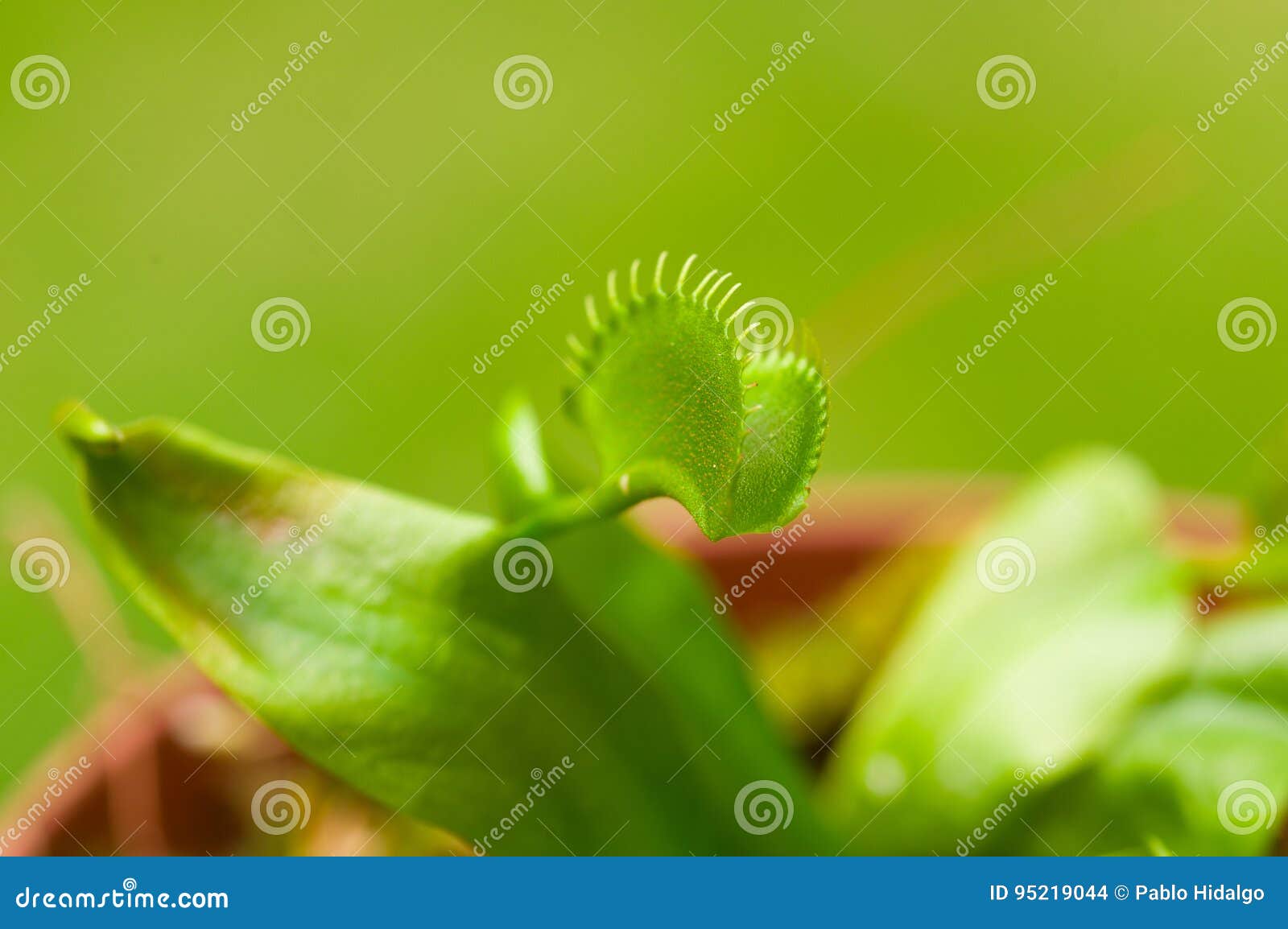Close Up of an Exotic Insect-eating Predator Flower Venus Flytrap ...