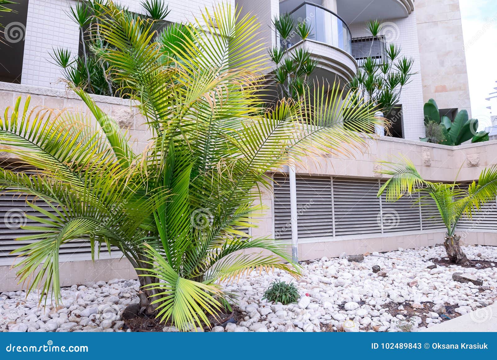 Close Up Exotic Landscaping Design with Palms in Modern Architecture ...
