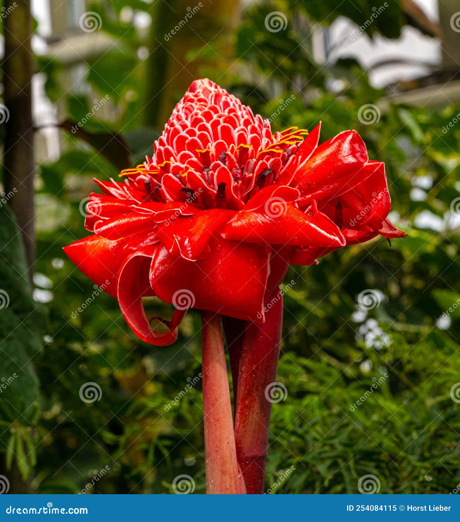 Close-up of an Exotic Red Torch Ginger Stock Image - Image of flower ...