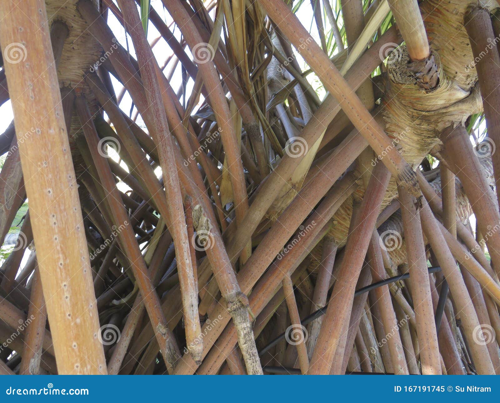 View of an Exposed Palm Tree Roots. Tropical Landscape. Stock Image ... View of an Exposed Palm Tree Roots. Tropical Landscape. Stock Image ...