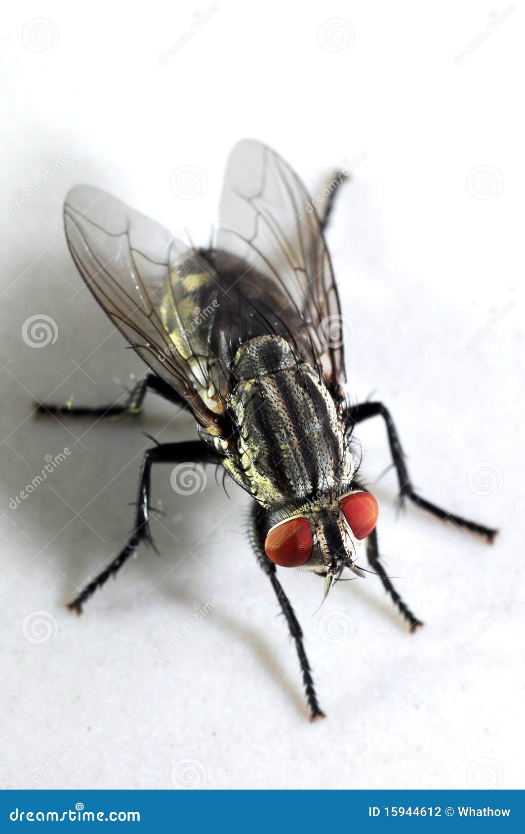 Close Up Extremamente Detalhado De Uma Mosca Foto de Stock - Imagem de ...