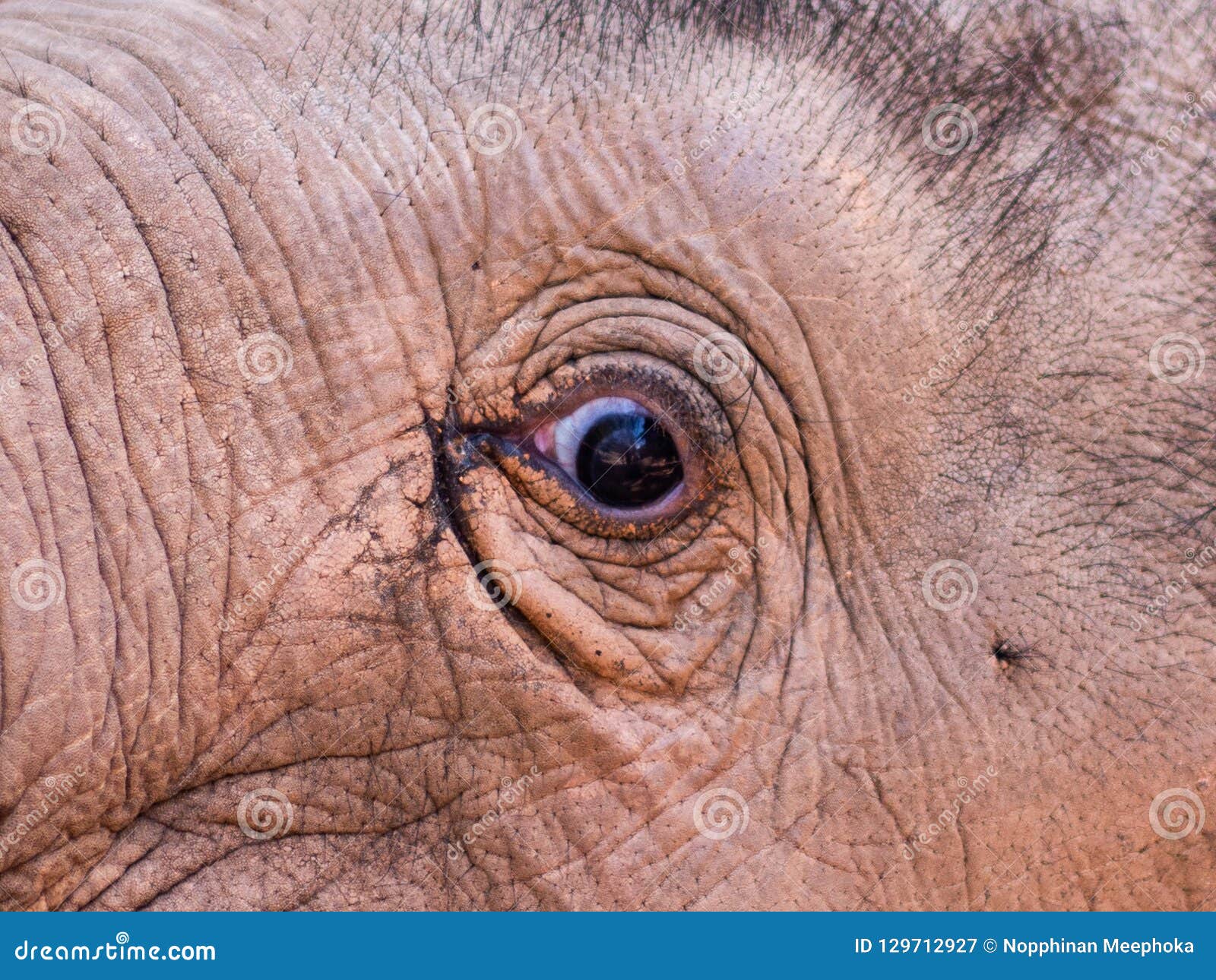 Close Up Eye of Asian Elephants and Skin Texture Background Stock Image ...
