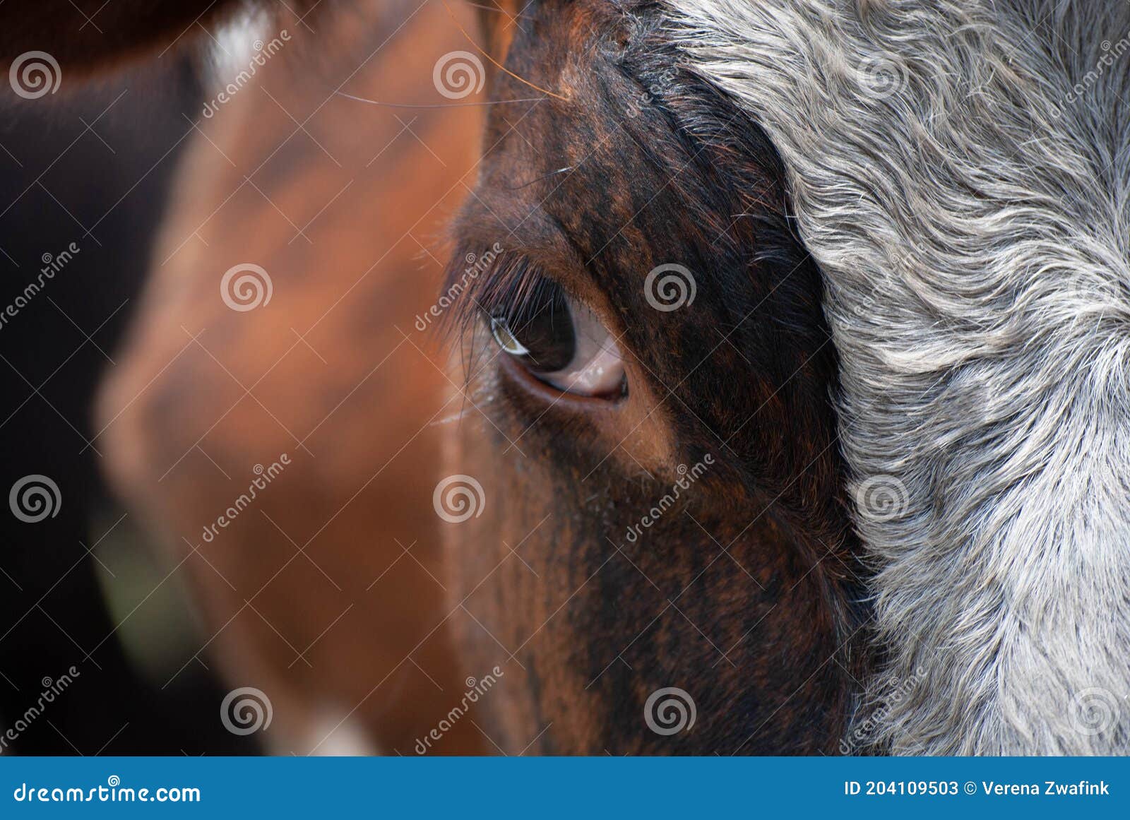 Cow Long Lashes Stock Photos - Free & Royalty-Free Stock Photos from ...