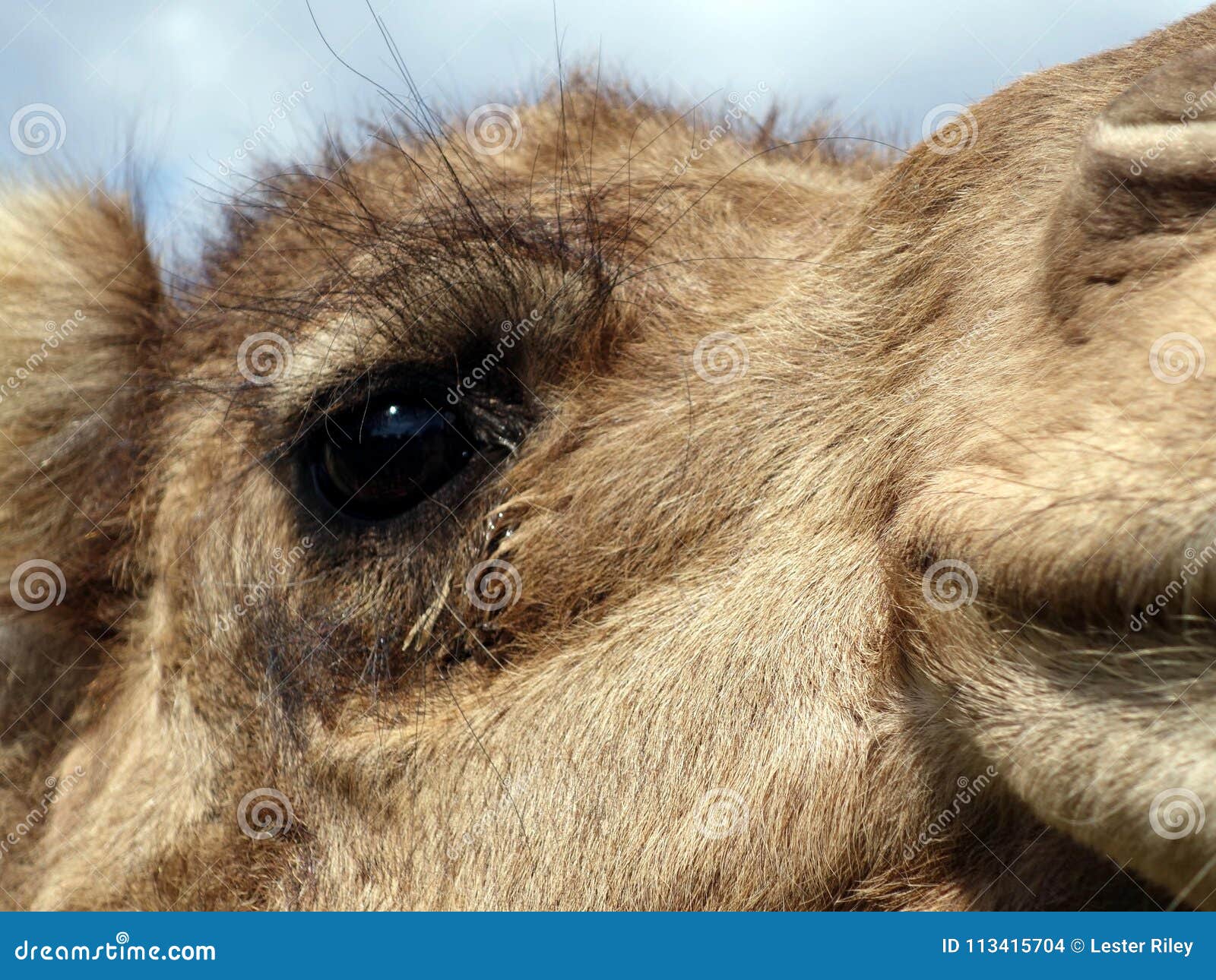 A Close Up of the Eye of a Camel Stock Photo - Image of friendly ...