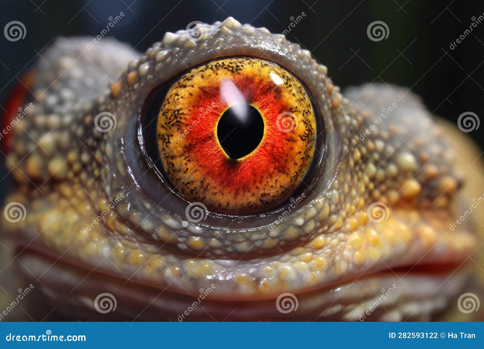 Close-up of Eye of a Common Toad (Gecko) Stock Illustration ...