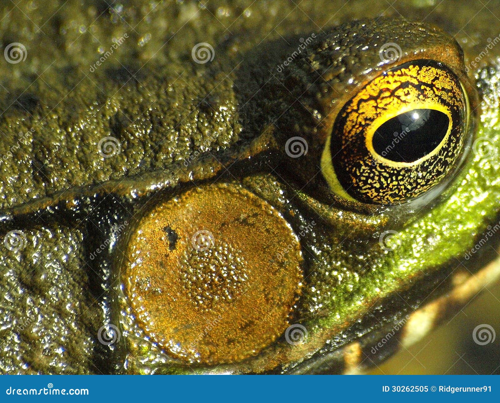 Bullfrog close-up stock image. Image of bumpy, critters - 30262505