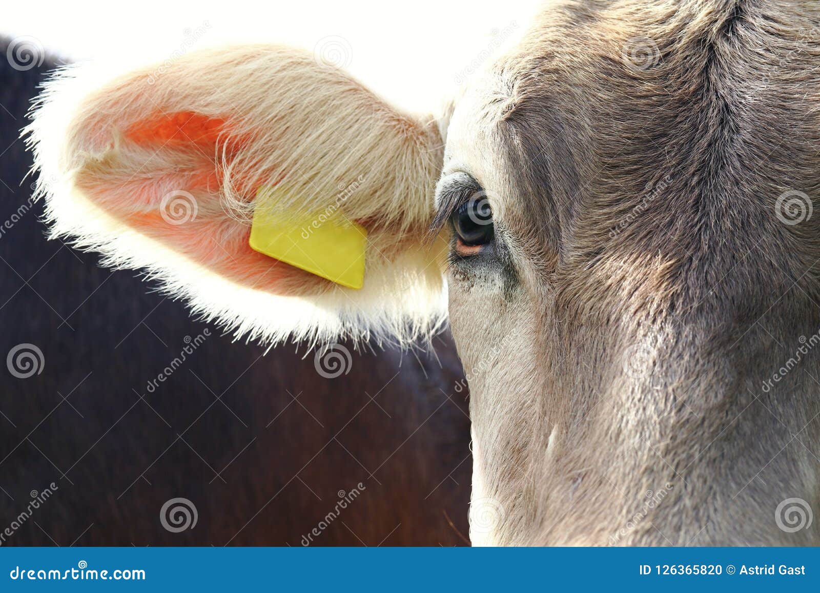 Close-up of the Eye and Ear of a Young Brown Cattle Stock Photo - Image ...