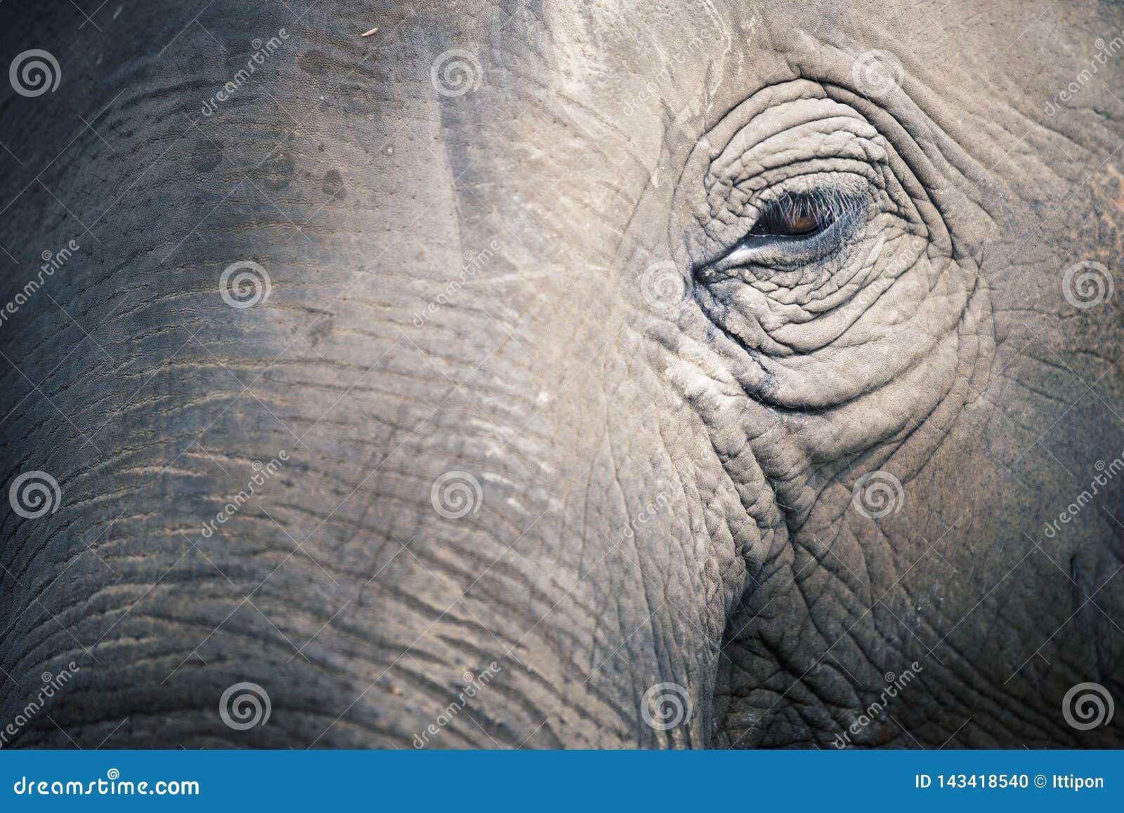 Eye of elephant stock photo. Image of portrait, detail - 143418540